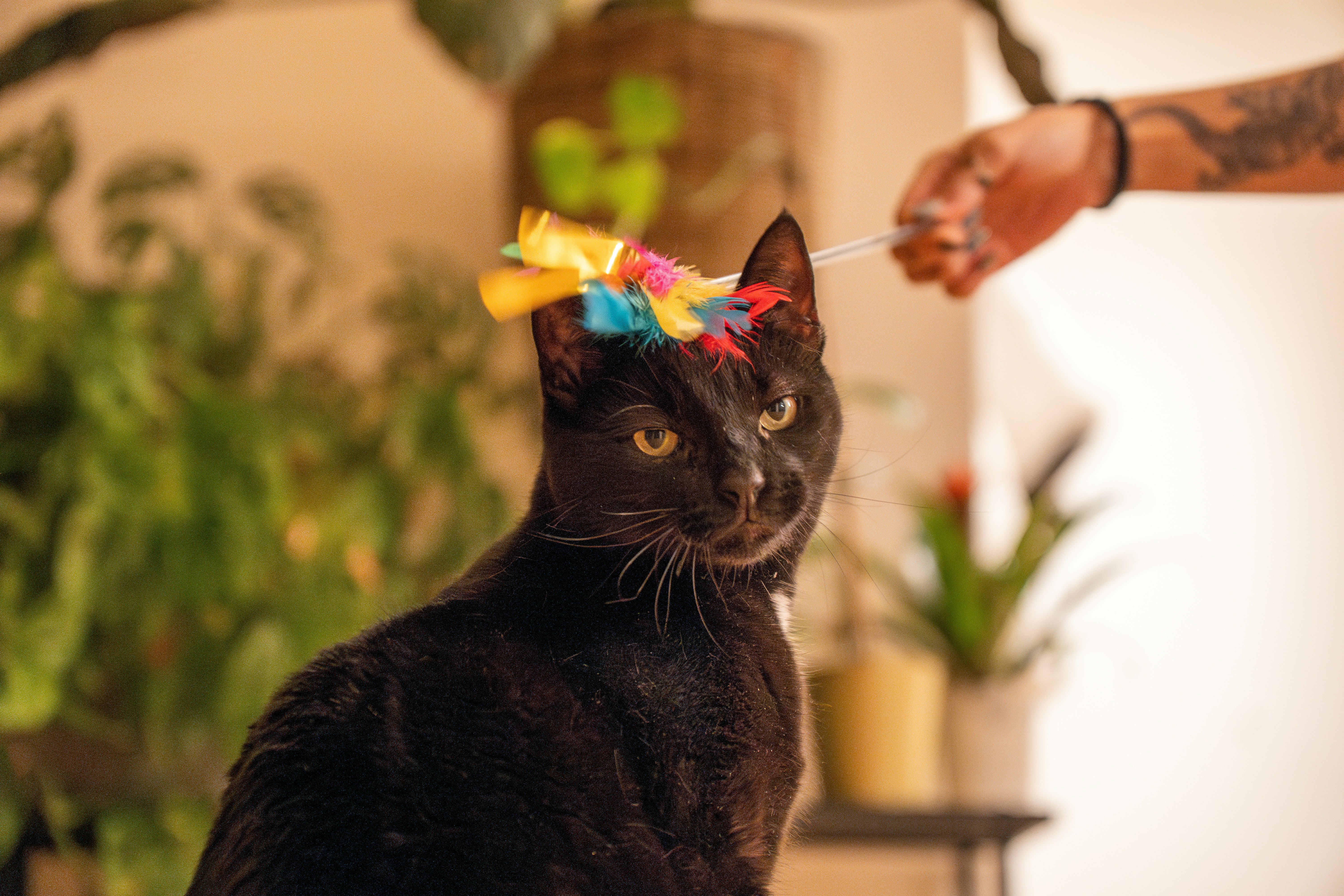 Black cat with colorful toy on head photo – Free Animal Image on Unsplash