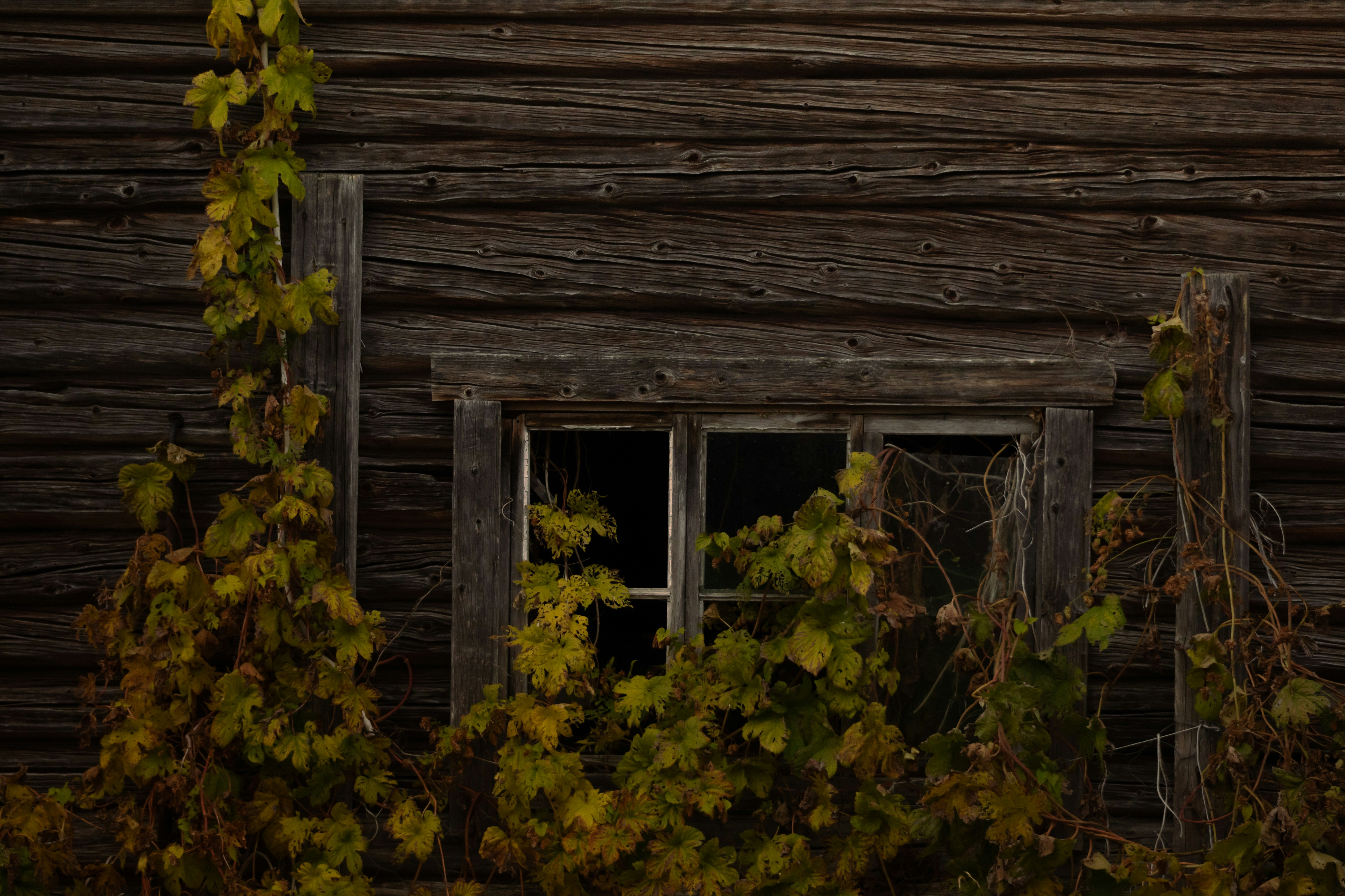Whispers of Nature: The Forgotten Window
