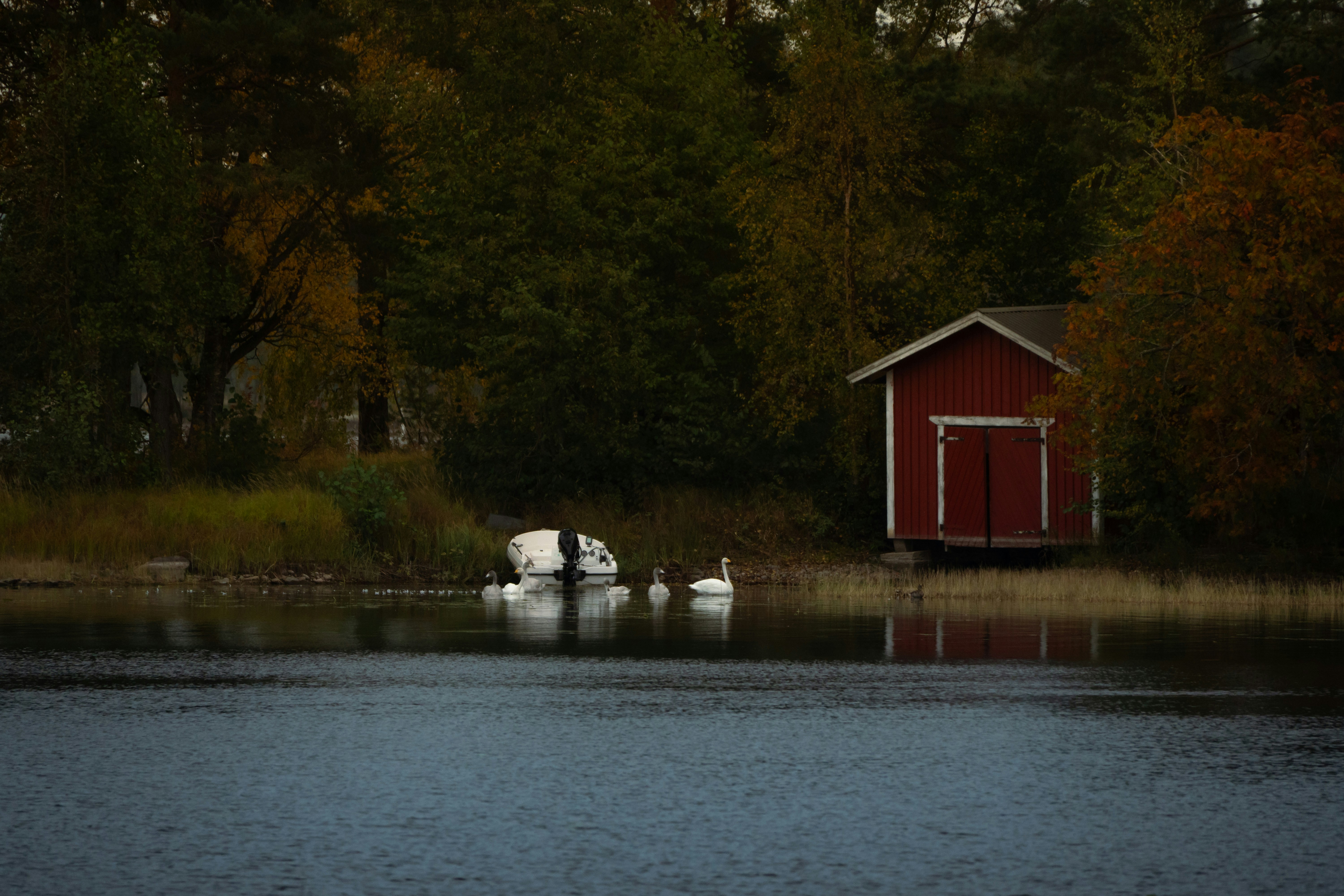 Swans by the Red Boathouse: Autumn Reflections on a Quiet Lake