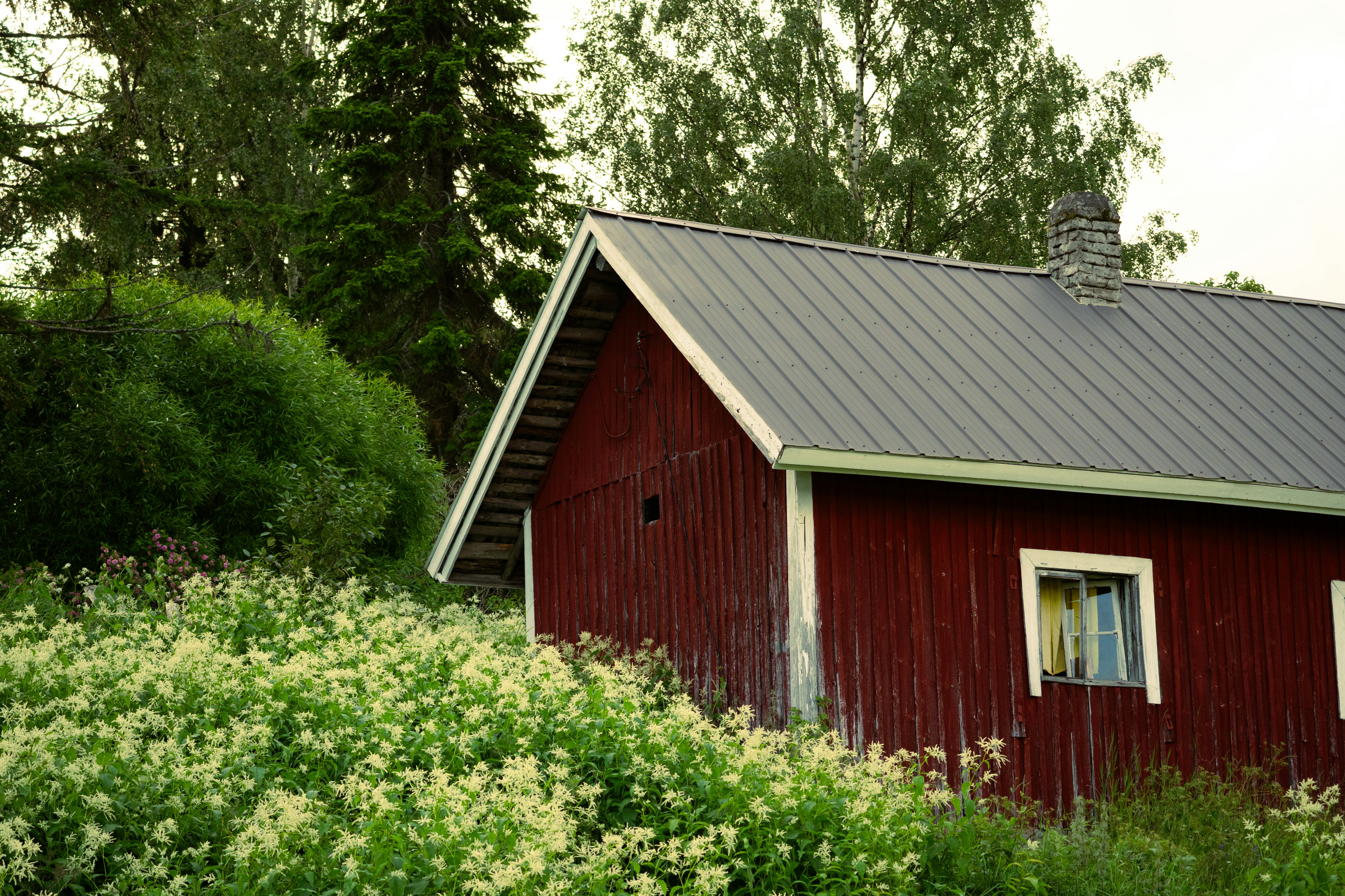 Red wooden barn surrounded by white wildflowers