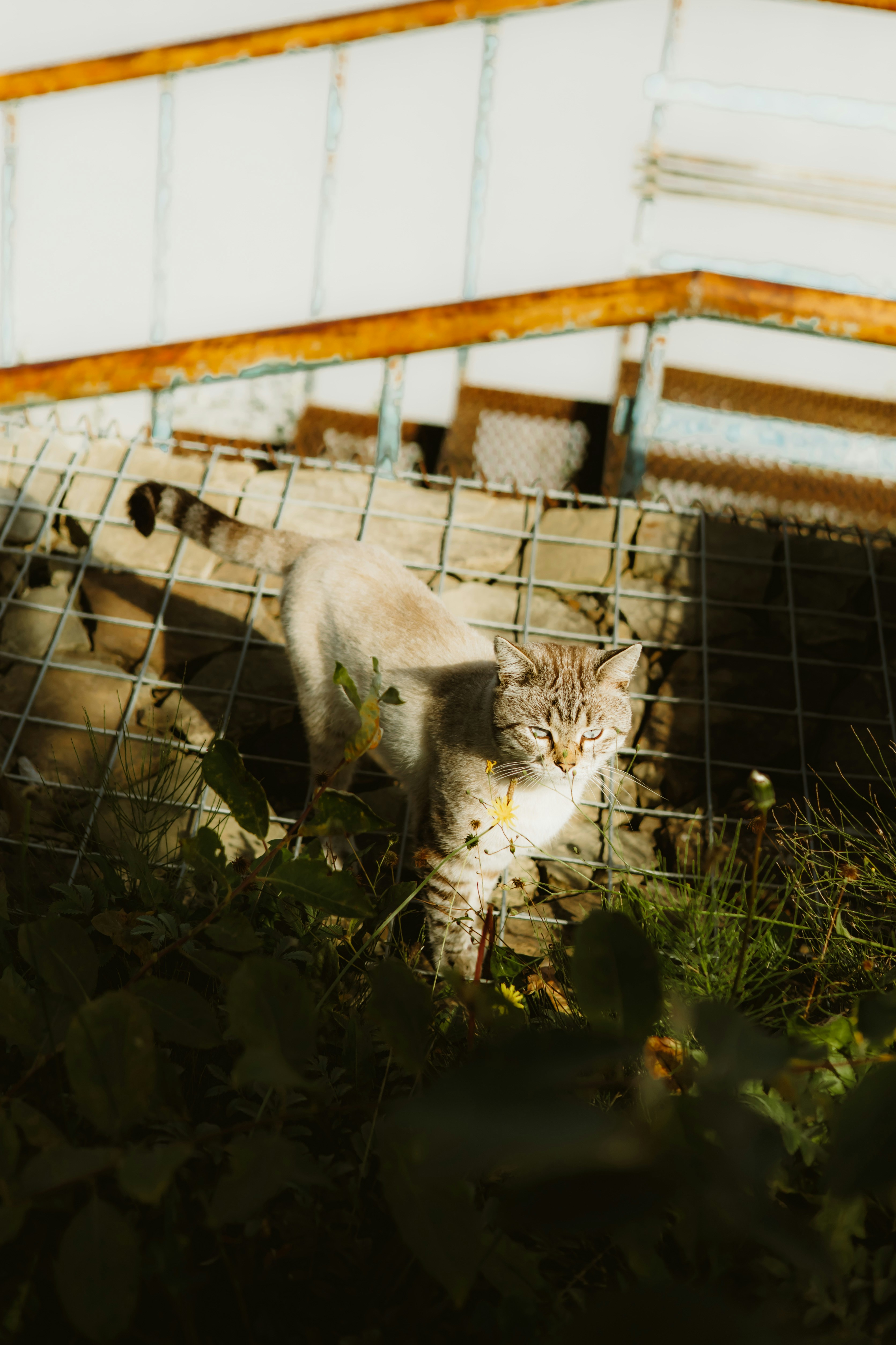 Whiskered Wanderer in Sunlit Serenity
