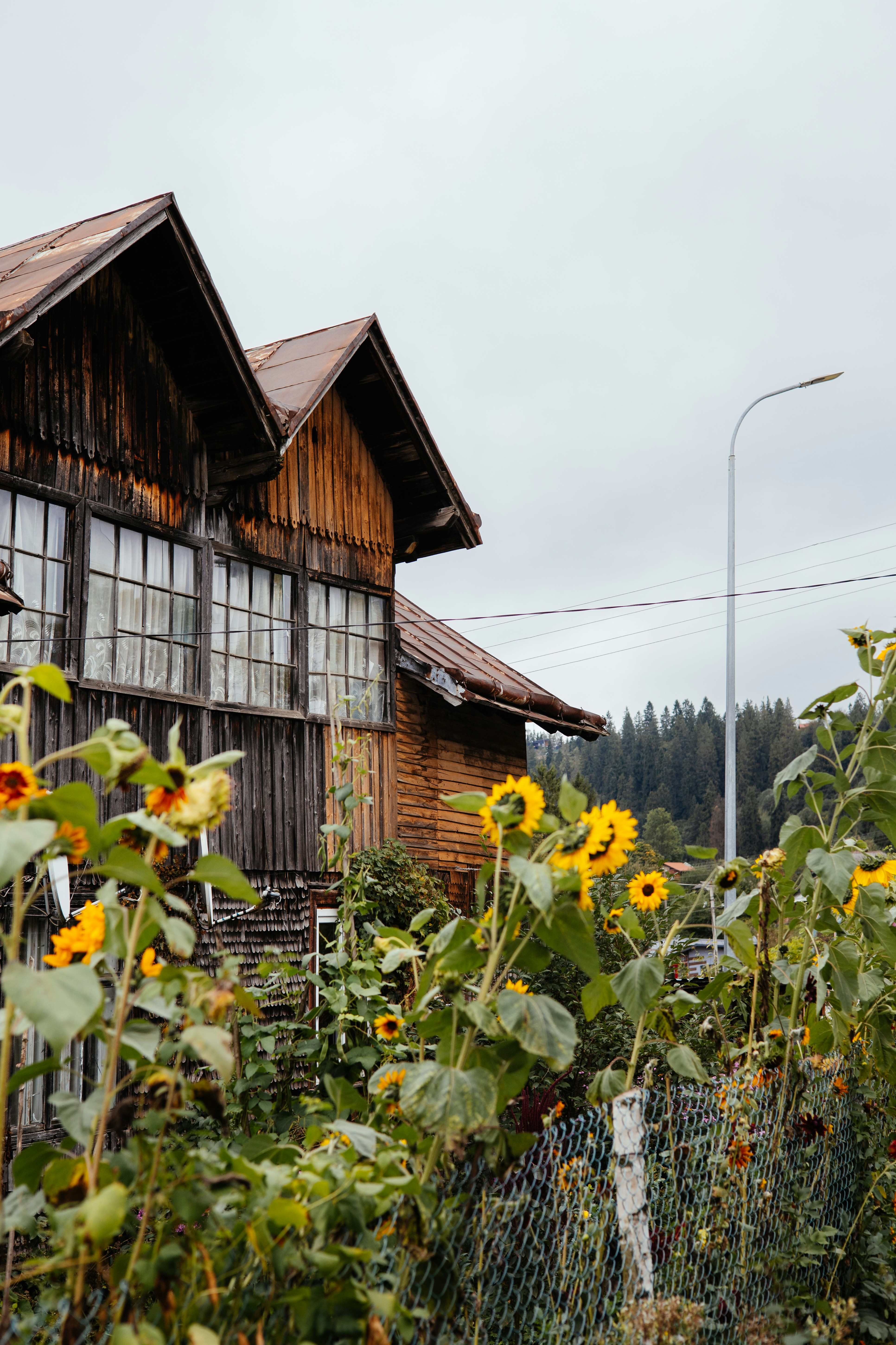 Weathered Timber Farmhouse Framed by Sunflowers Under a Quiet Gray Sky