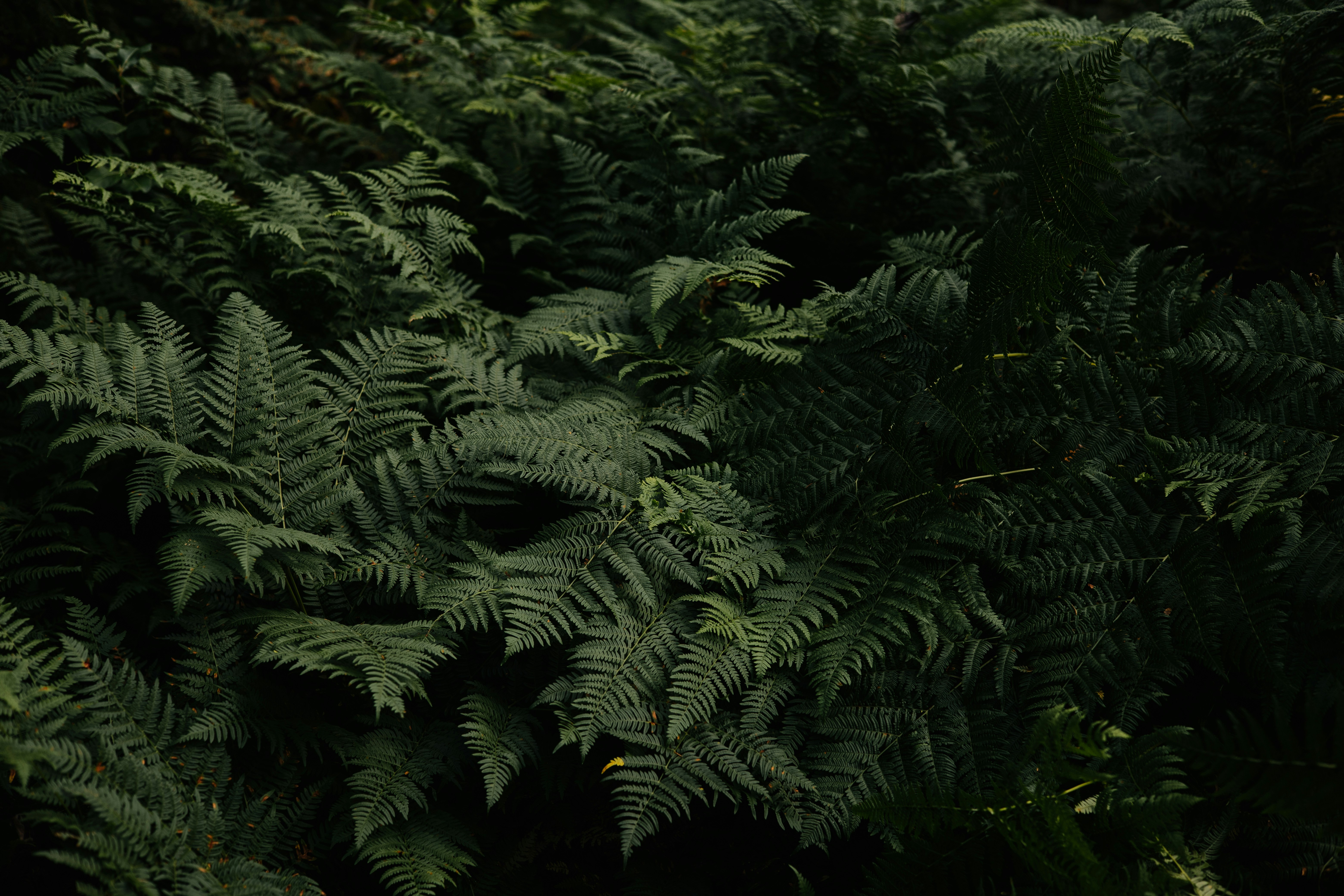 Lush green ferns intertwine, creating a dense tapestry on the forest floor, evoking a sense of tranquility and connection to nature.