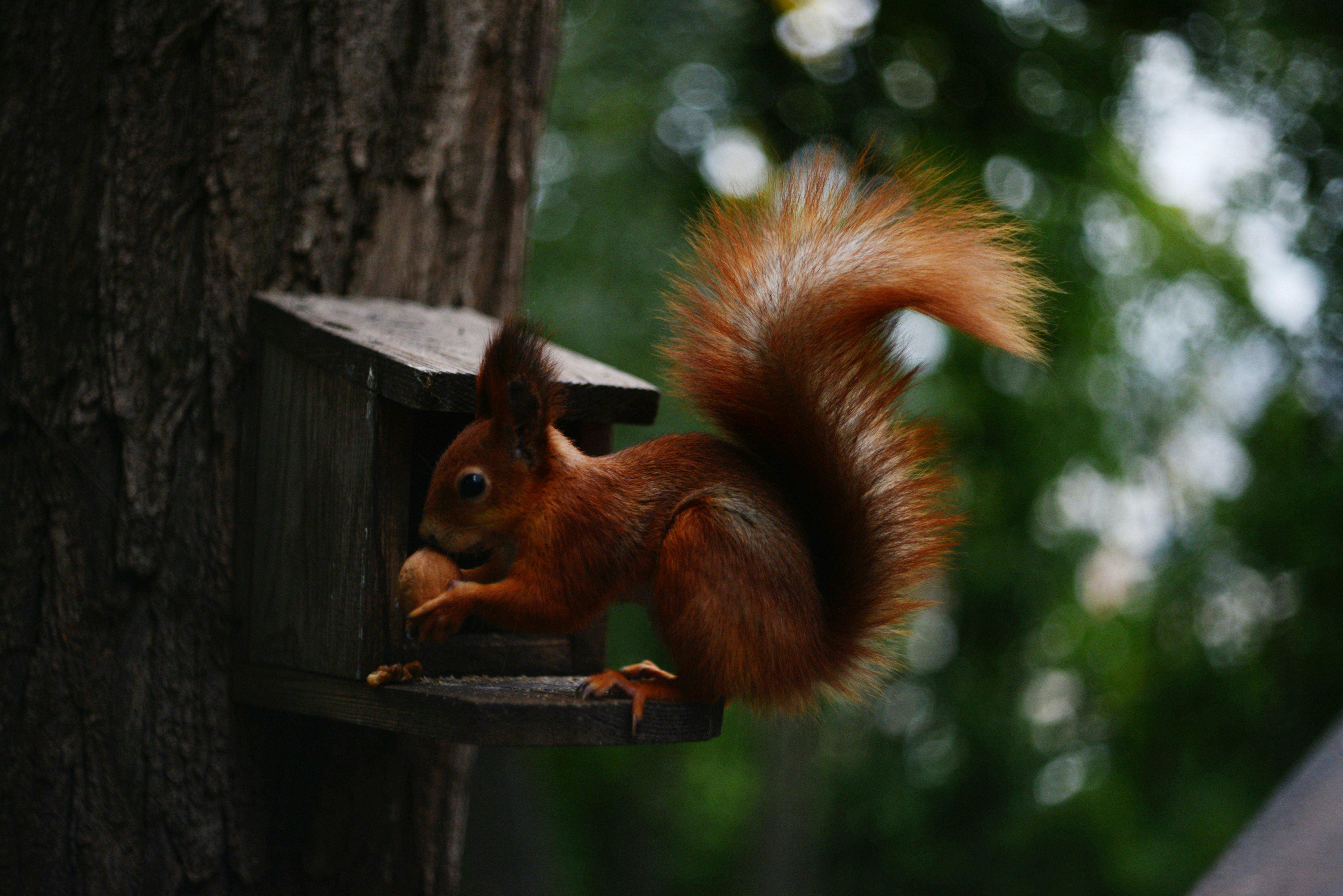 Whiskers and Whimsy: A Squirrel's Feast