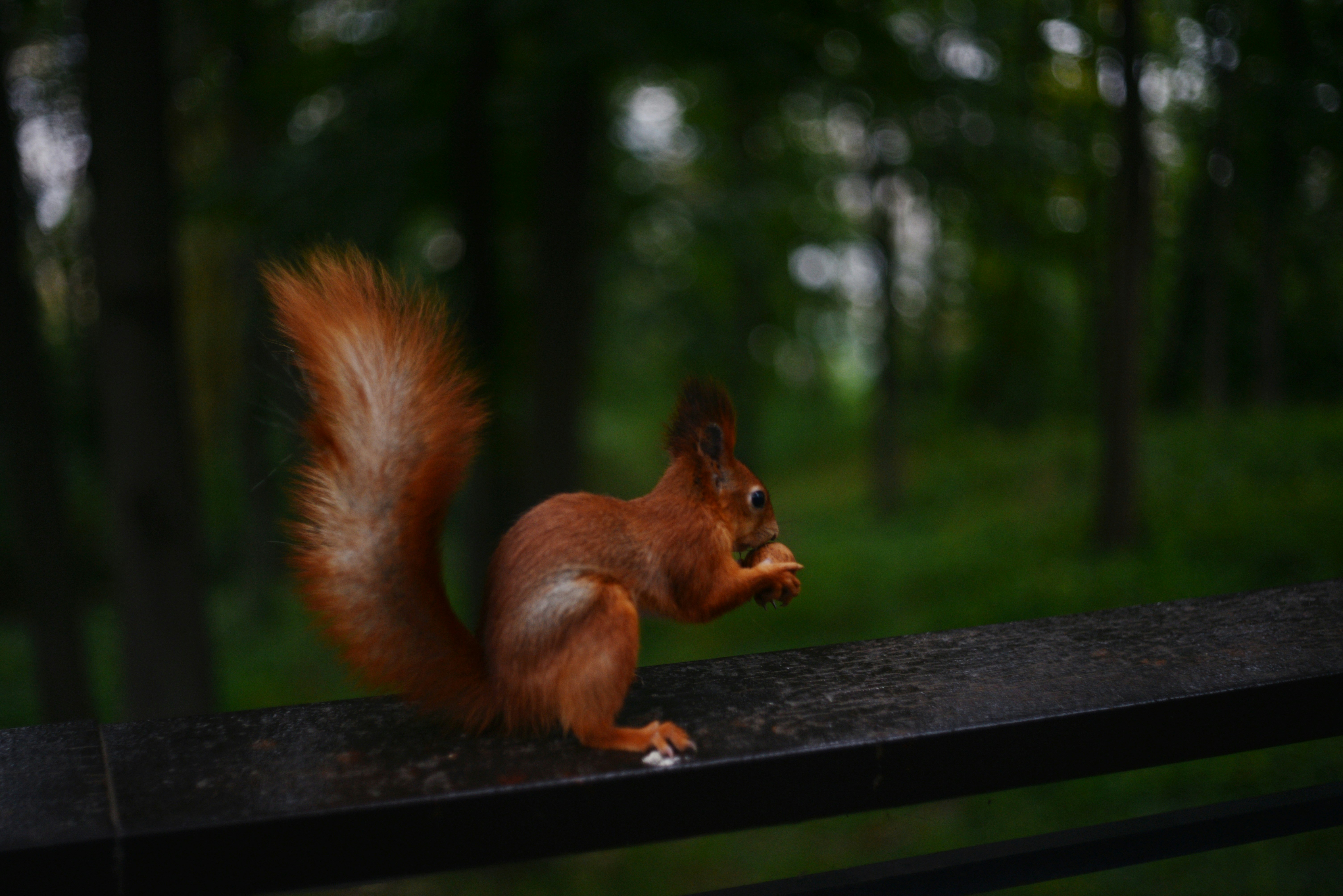 Whiskered Forager: A Squirrel's Feast
