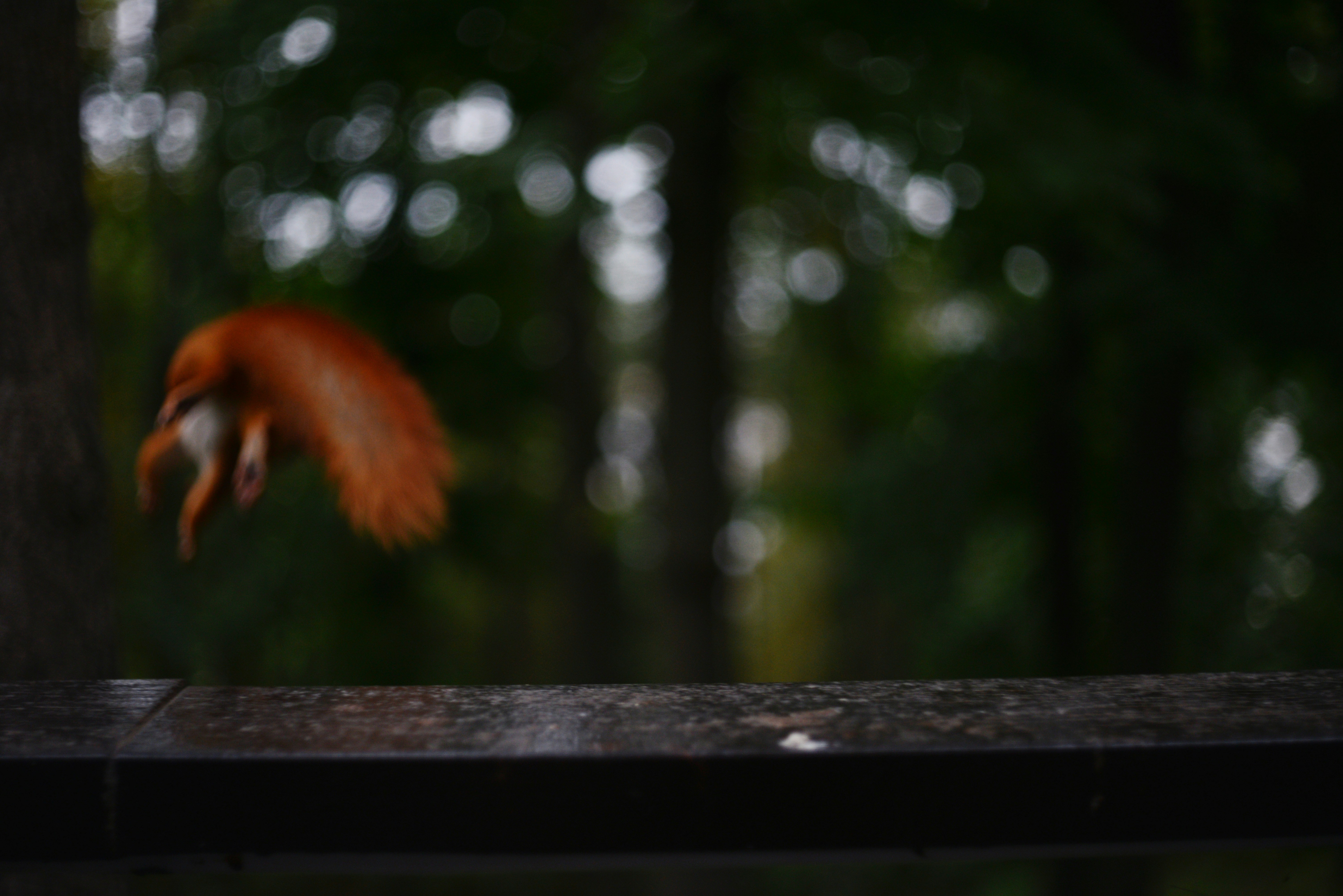 A squirrel jumps with food in its mouth.