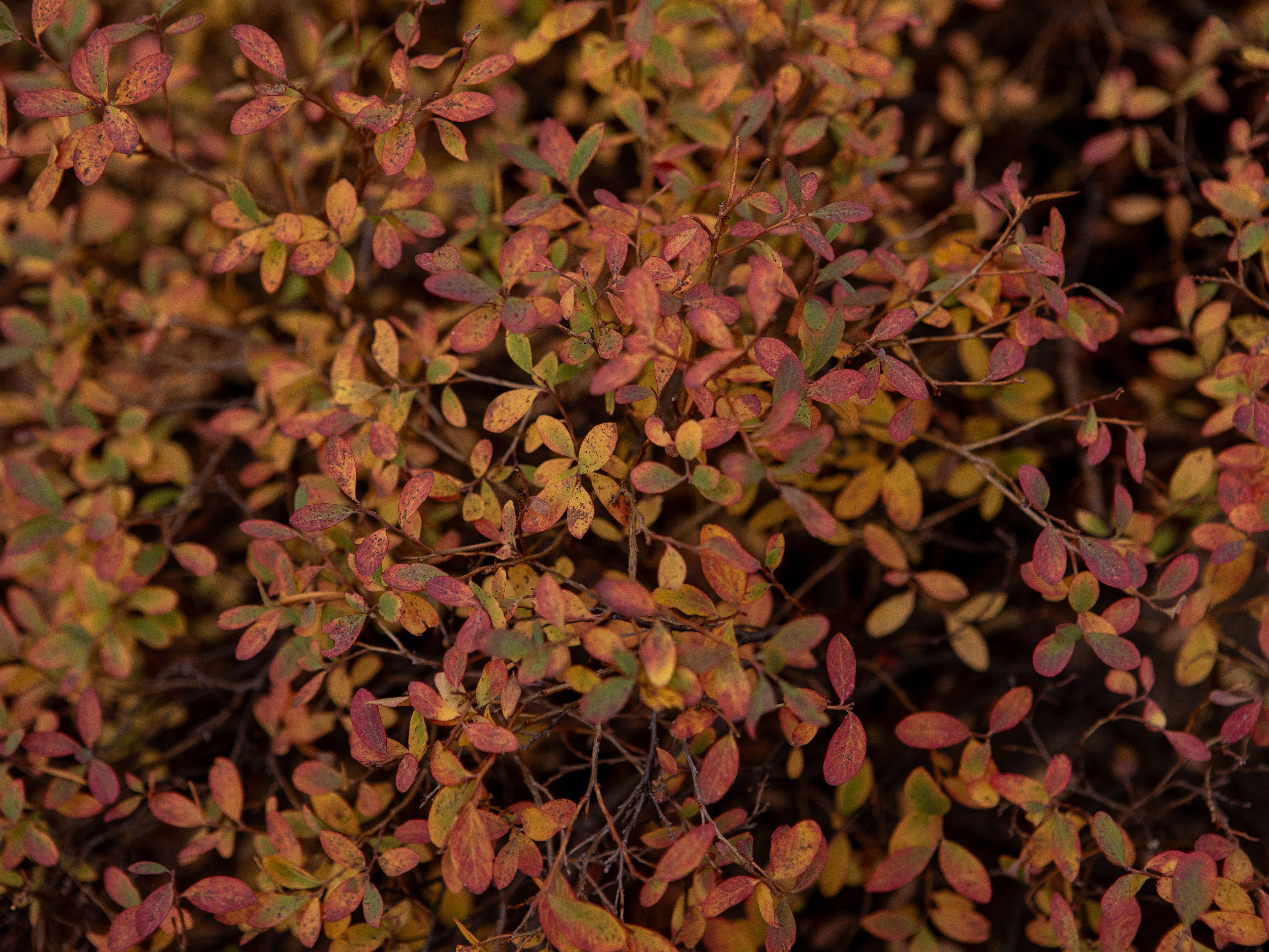 Autumn's Subtle Palette: A Tapestry of Leaves