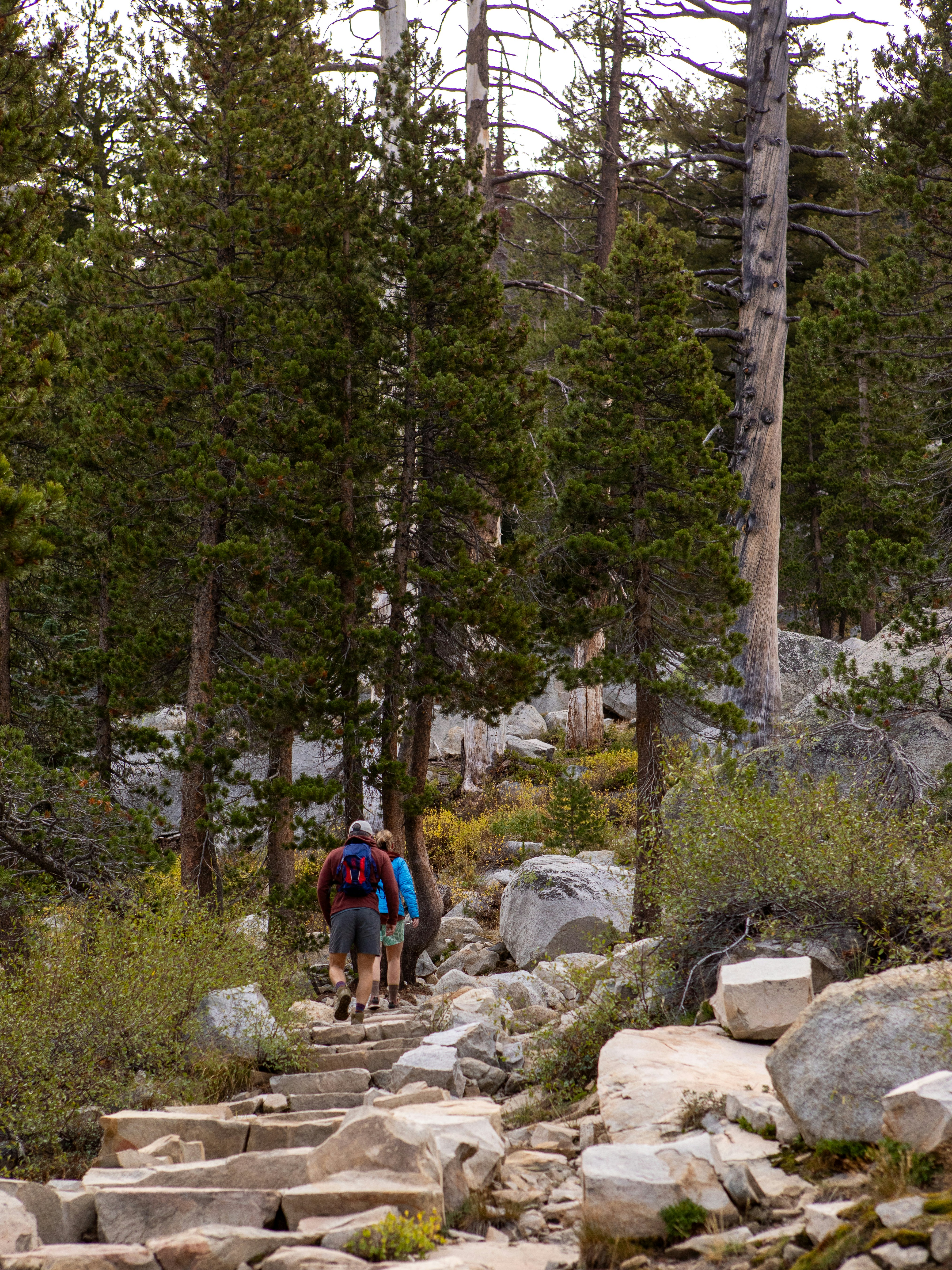 Hikers navigate a rocky trail surrounded by towering pine trees, illustrating the serenity of nature's pathways.