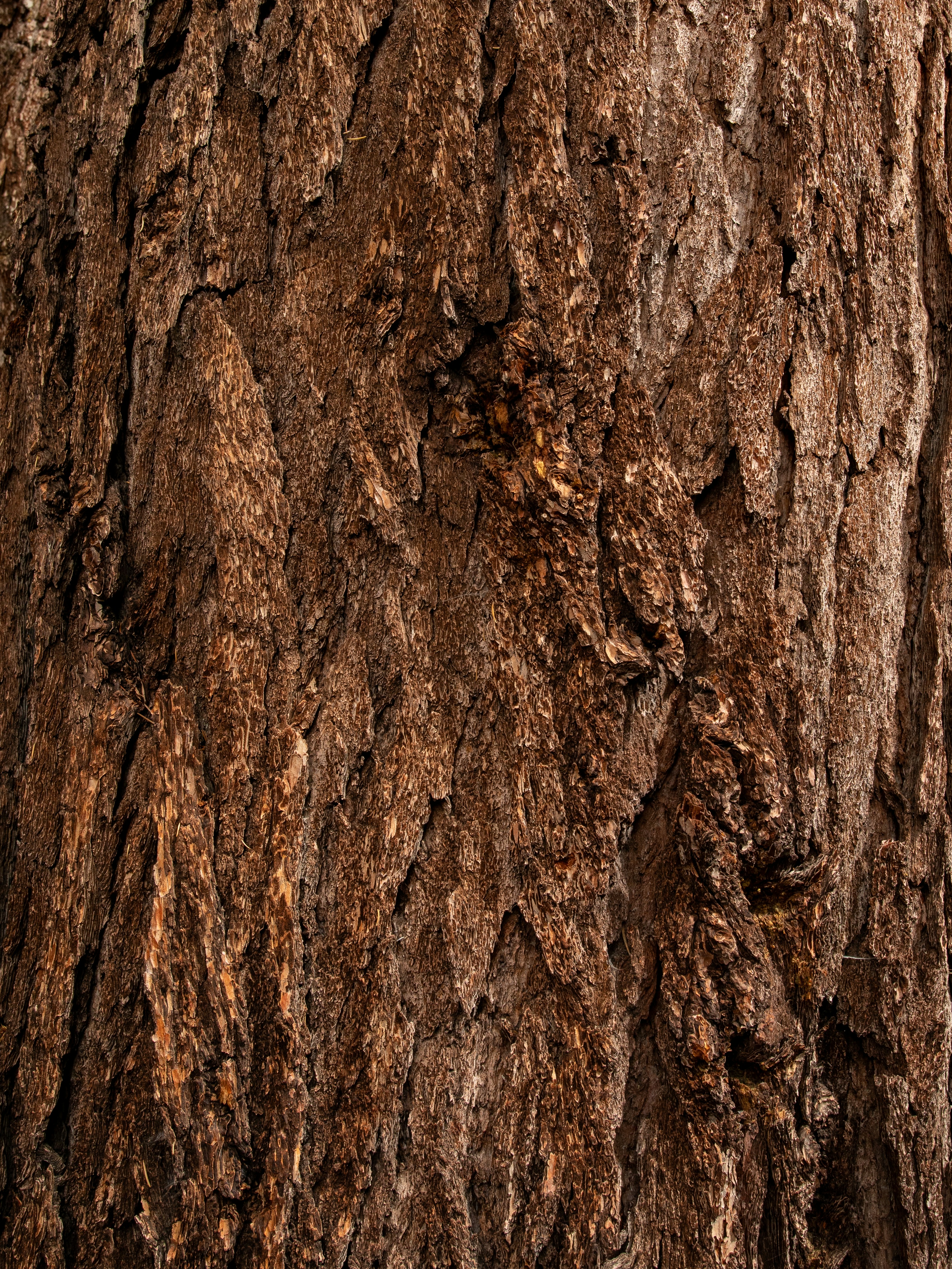 Close-up texture of rough brown tree bark