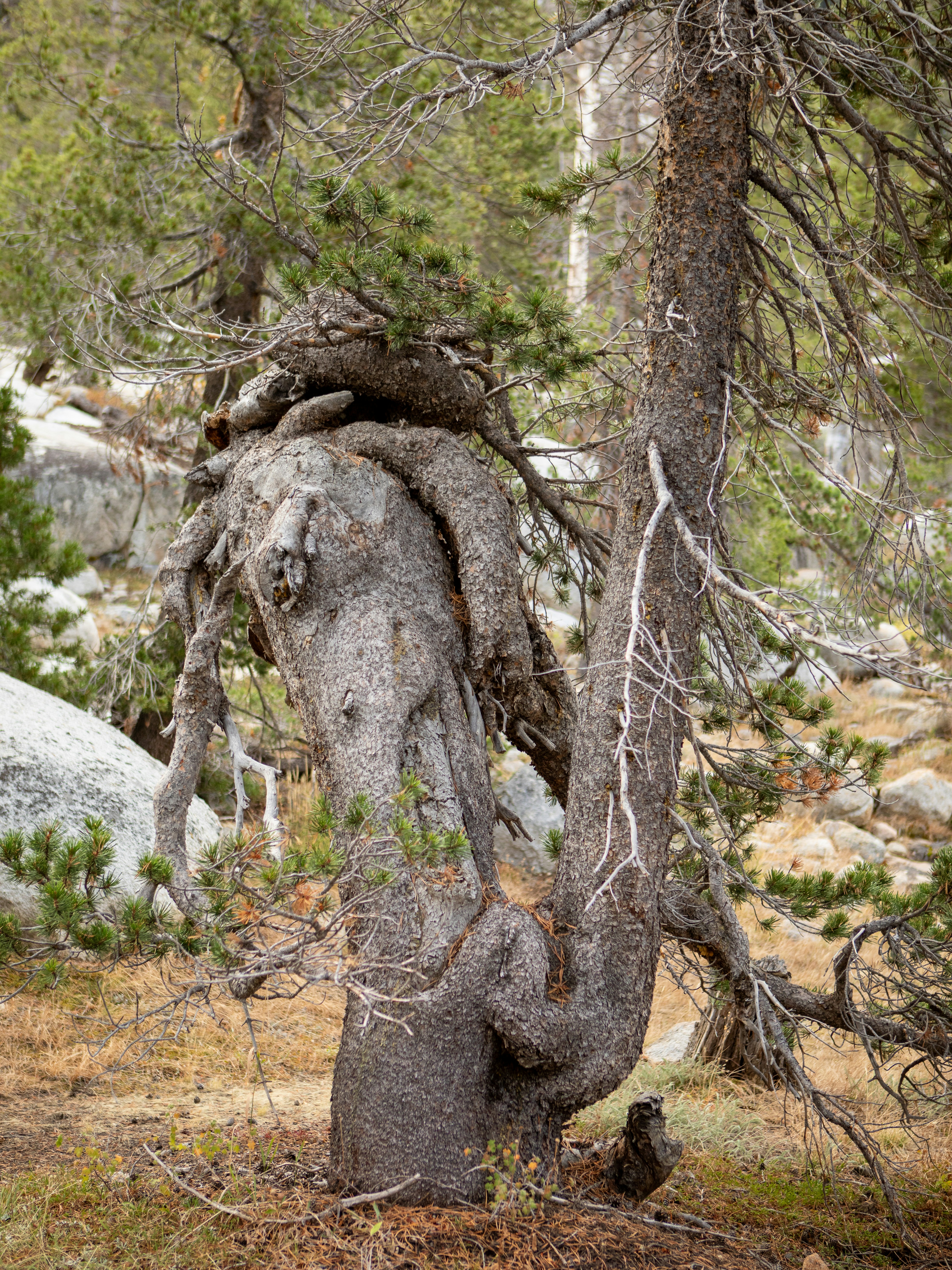 Nature's Sculpted Sentinel