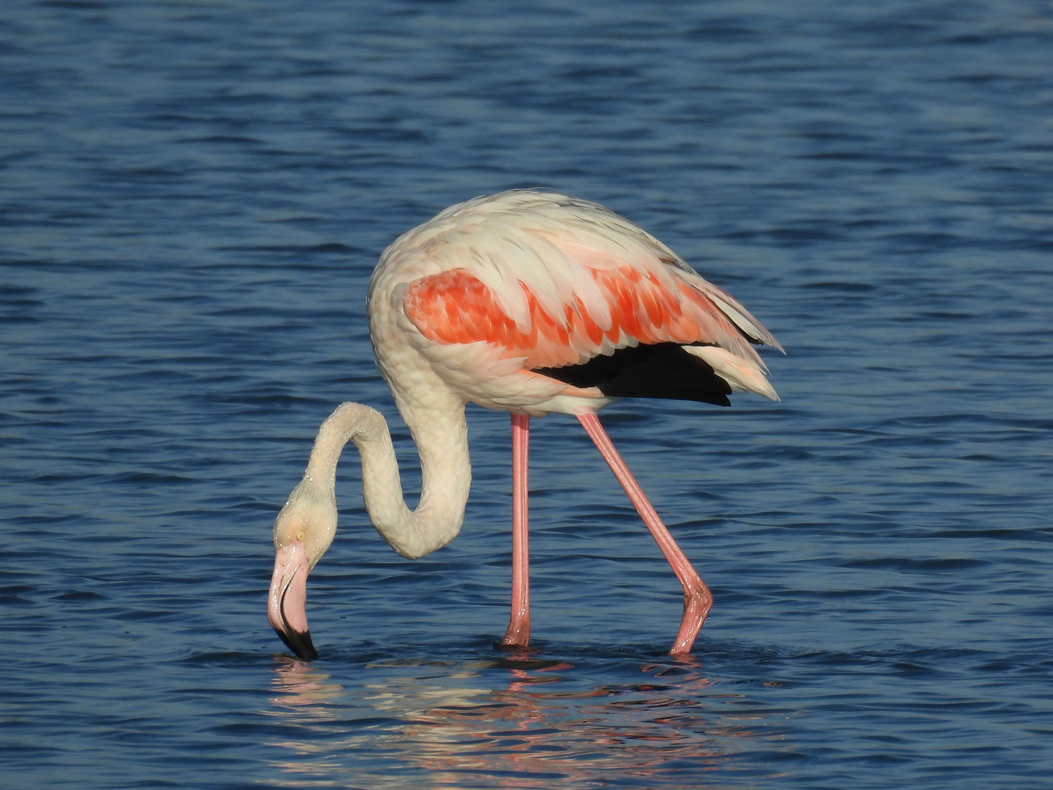 Flamingo foraging in shallow water, showcasing its graceful form and vibrant plumage against a shimmering blue backdrop.