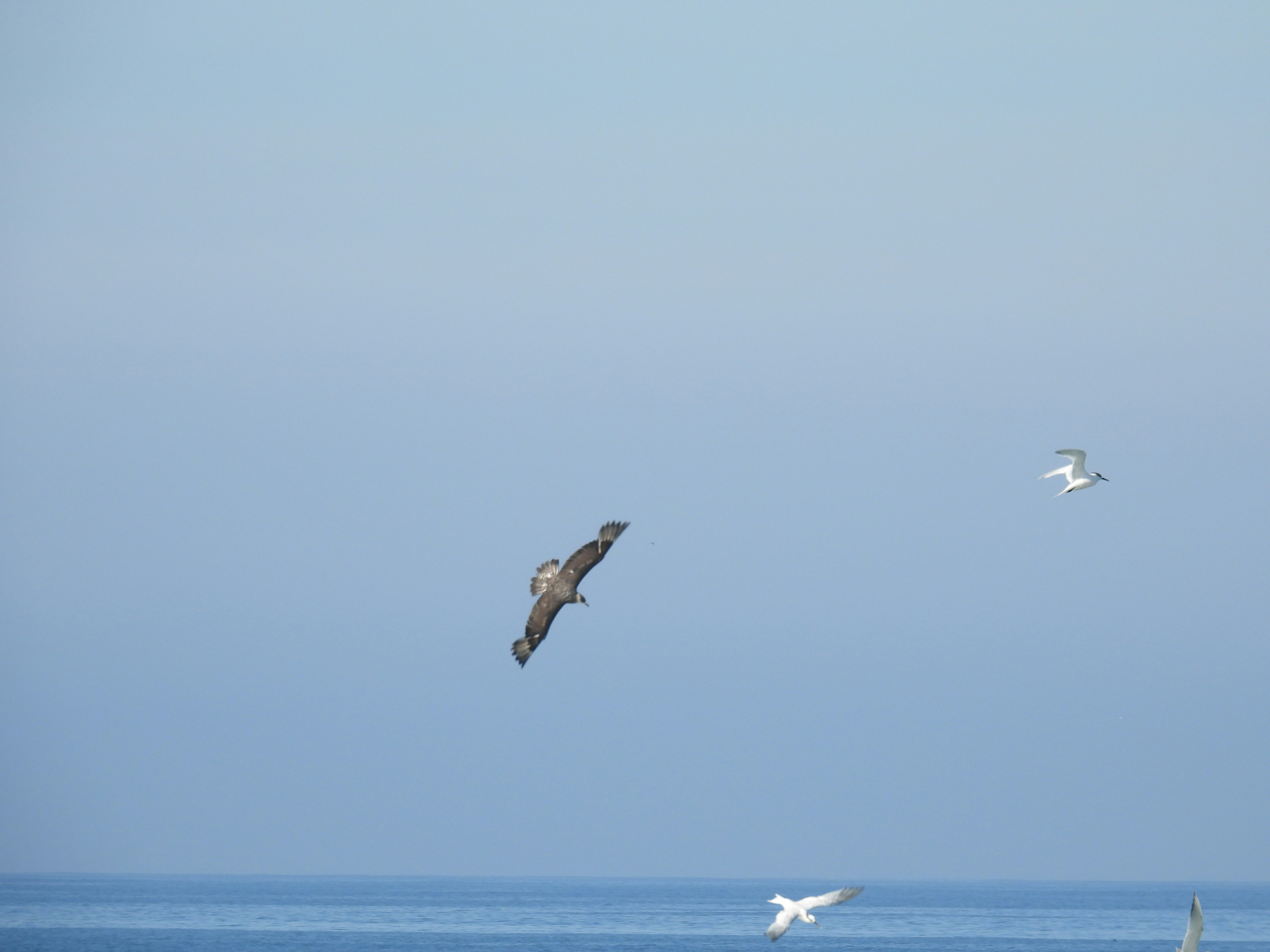 A majestic bird gliding effortlessly over a tranquil sea, accompanied by smaller seagulls in flight. The serene blue backdrop enhances the scene's peacefulness.