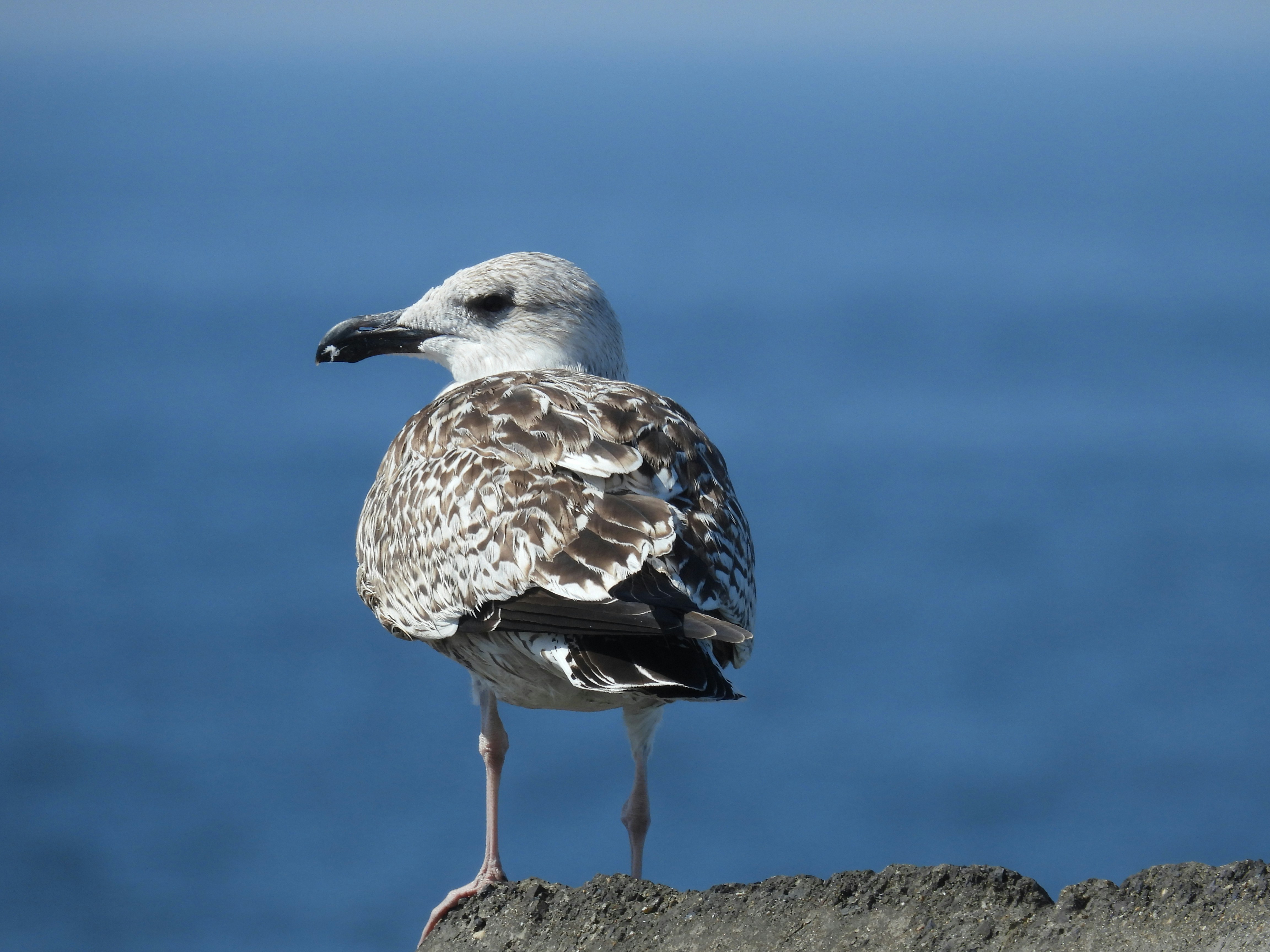 A young seagull perched on a rocky outcrop, gazing out over the serene blue ocean. Its feathers display a blend of browns and whites, highlighting its youthful plumage.