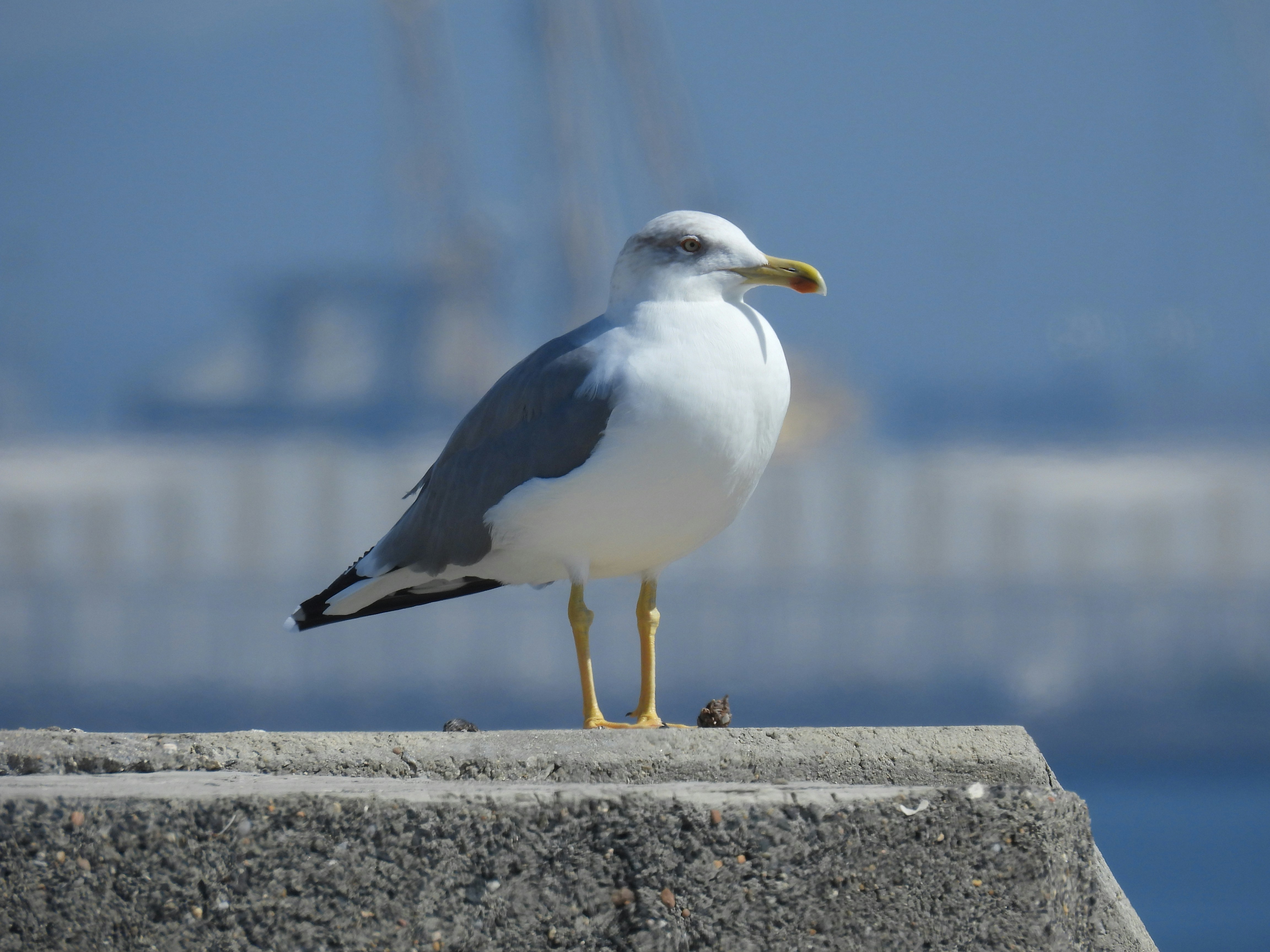 A seagull perched on a concrete ledge, gazing into the distance with a blurred coastal backdrop. The focus highlights its striking features and vibrant colors.
