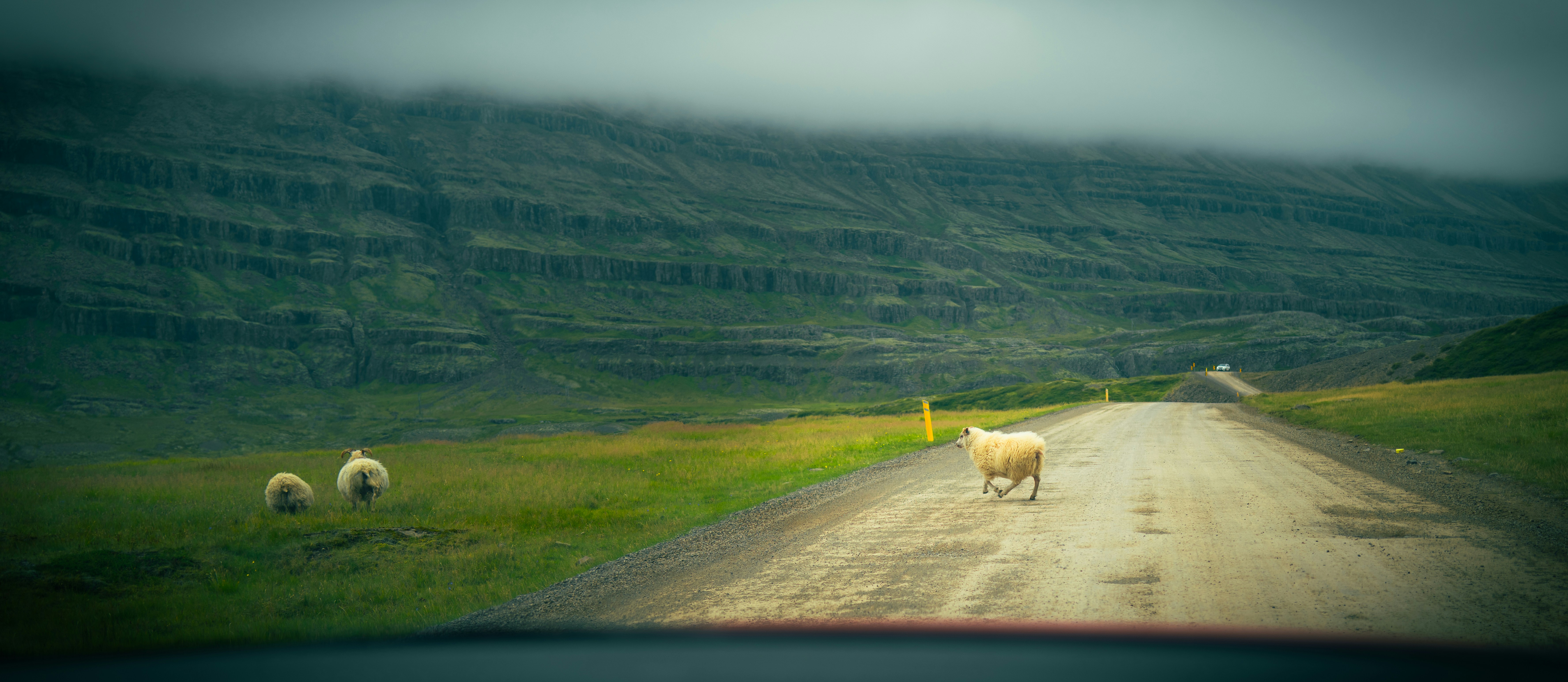A Serene Encounter on the Open Road