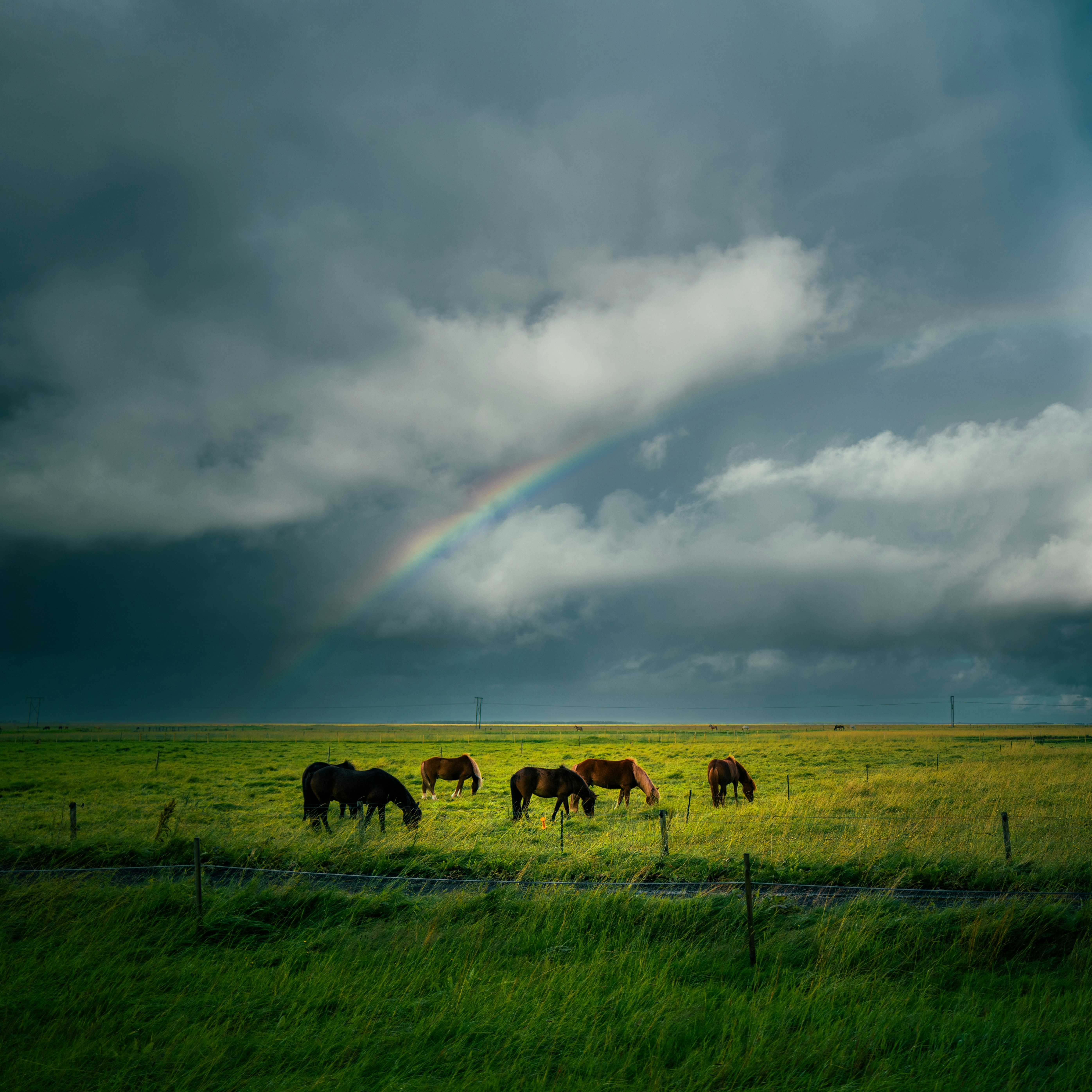 Equine Serenity Beneath a Rainbow