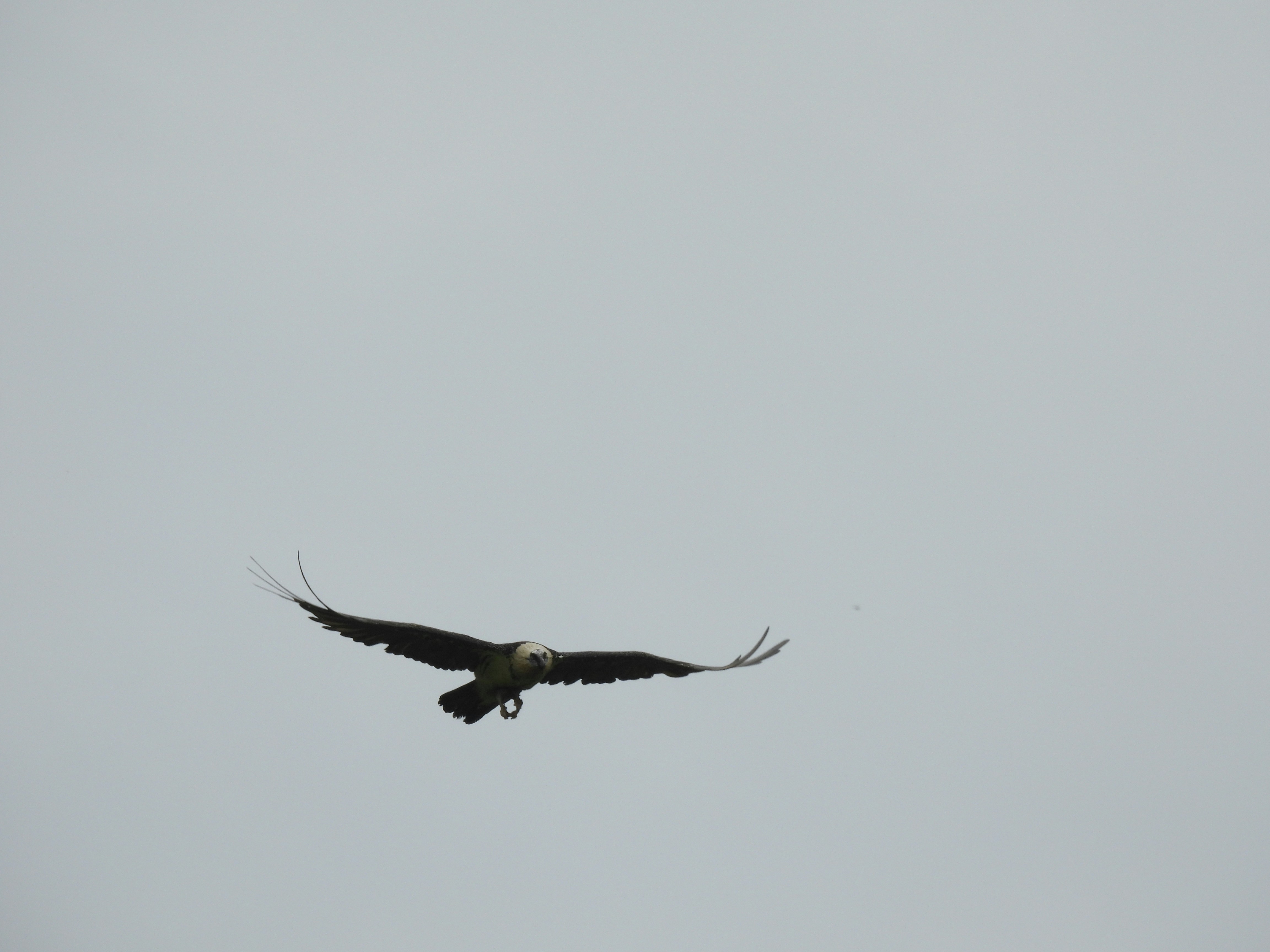 A bird of prey with wings spread flies.