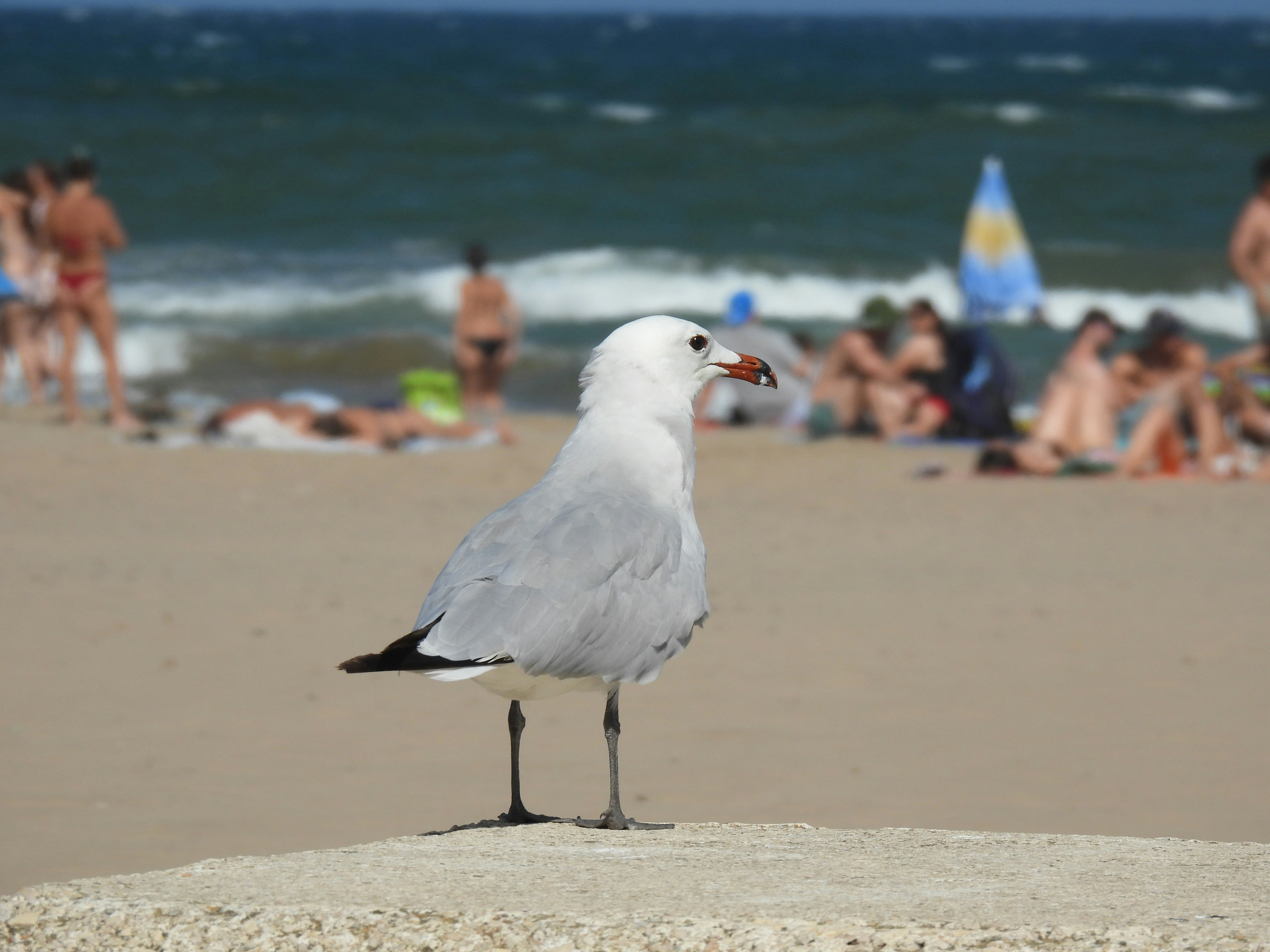 A seagull stands on a rock, surveying the beach scene filled with sunbathers and colorful umbrellas. The ocean waves crash gently in the background.