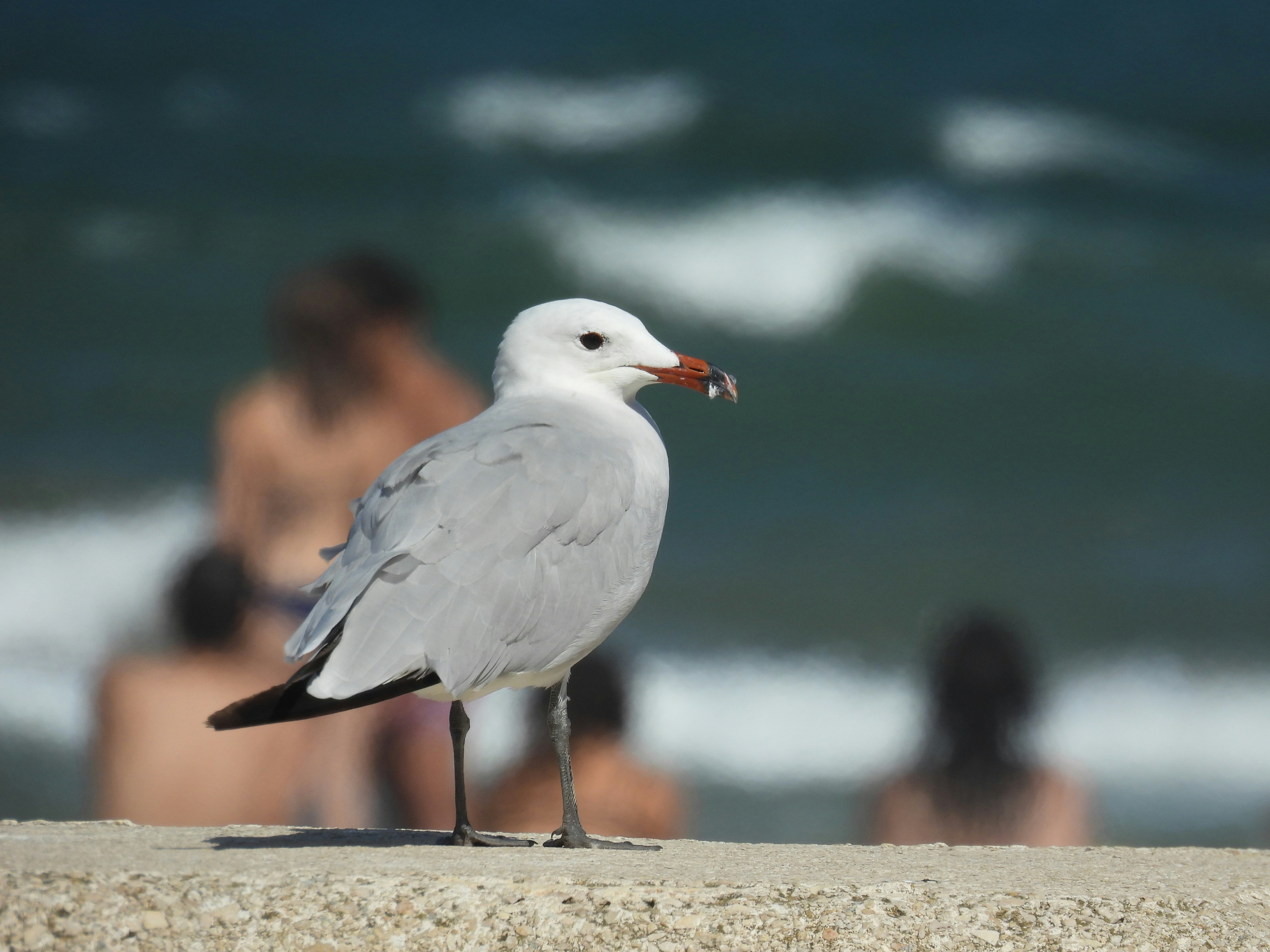 Seaside Sentinel: The Watchful Gull