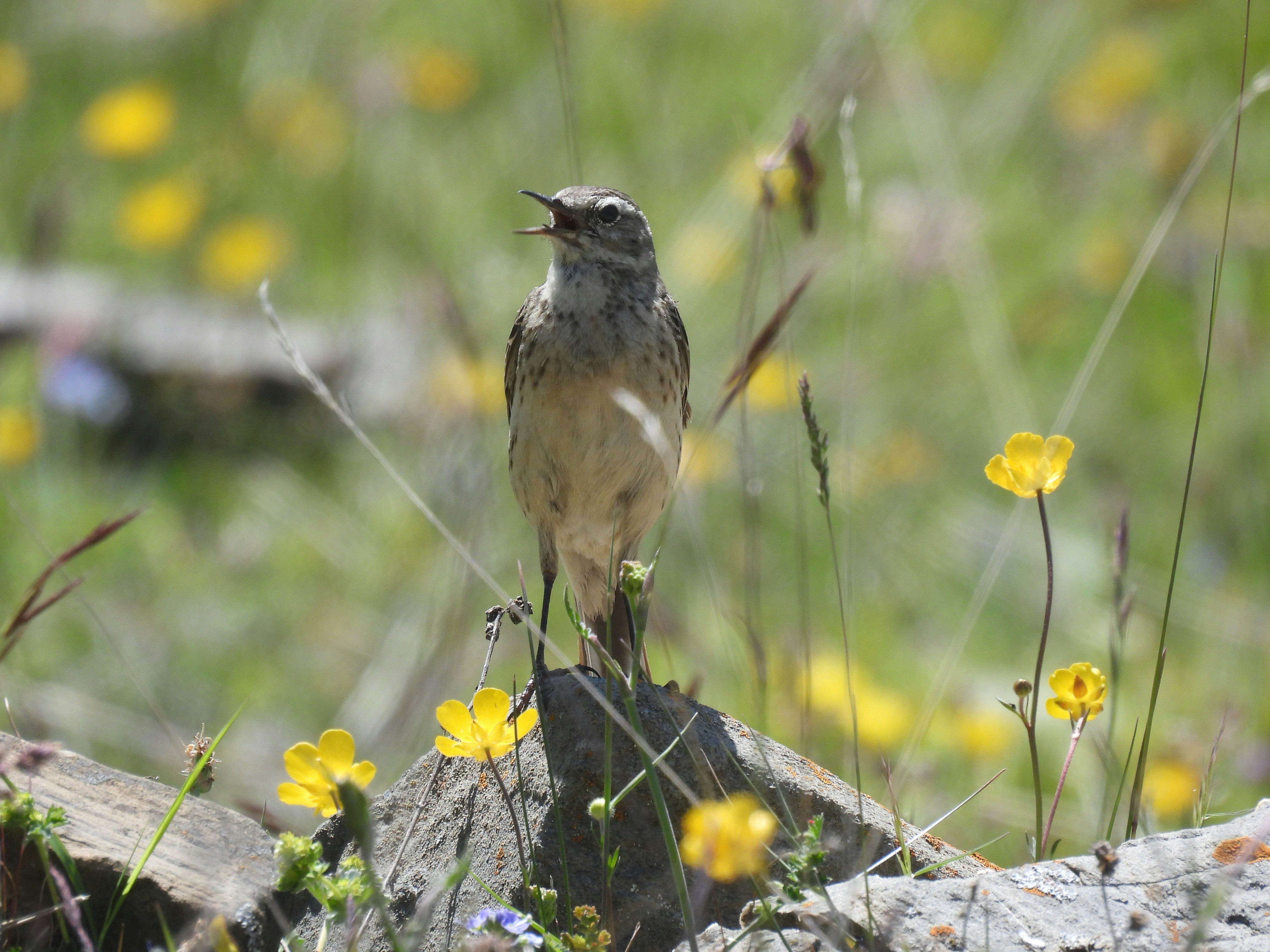 Buttercup Meadow Watch: A Song Thrush Perched on a Weathered Log