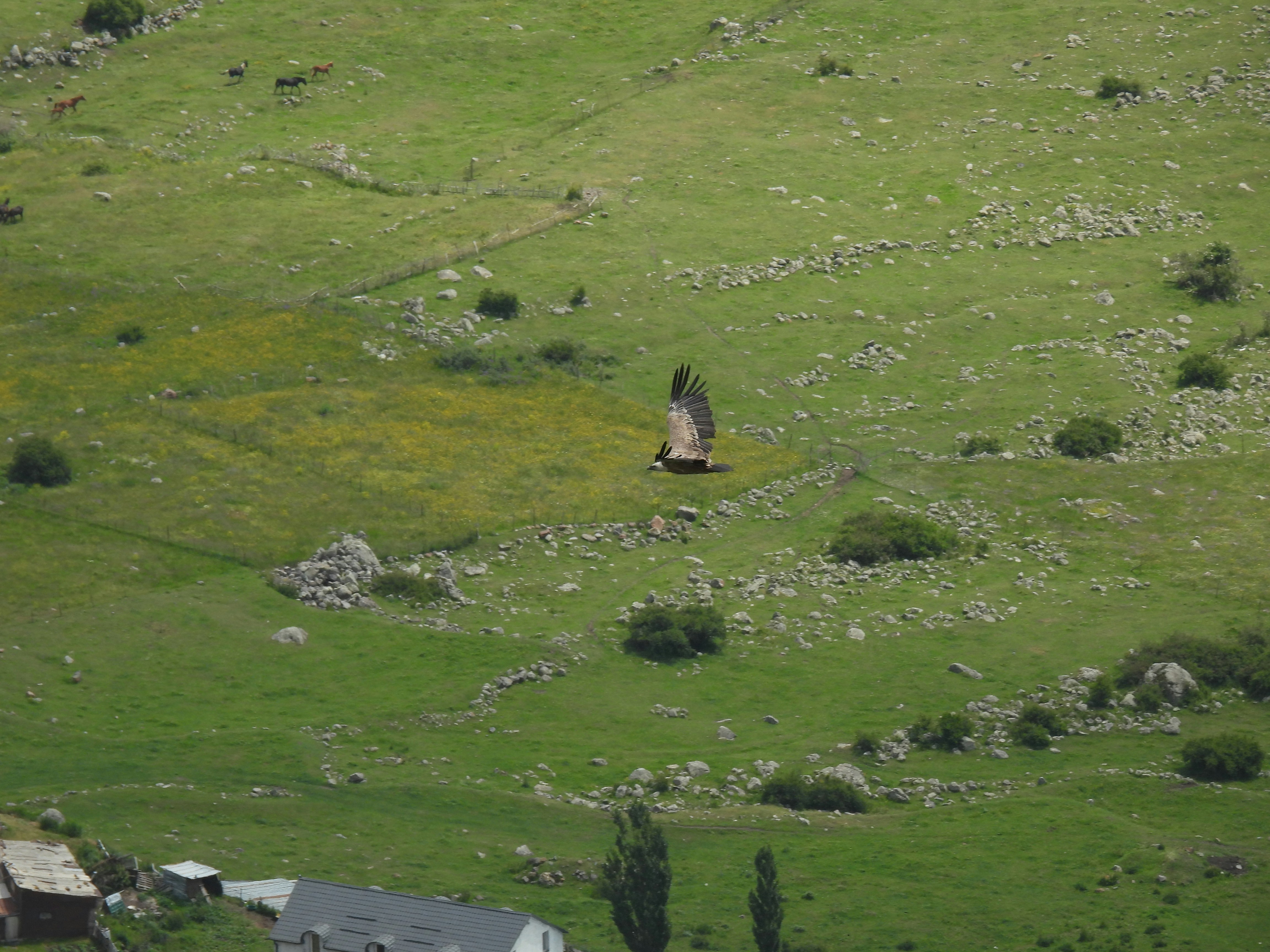 Majestic Flight Over Verdant Meadows