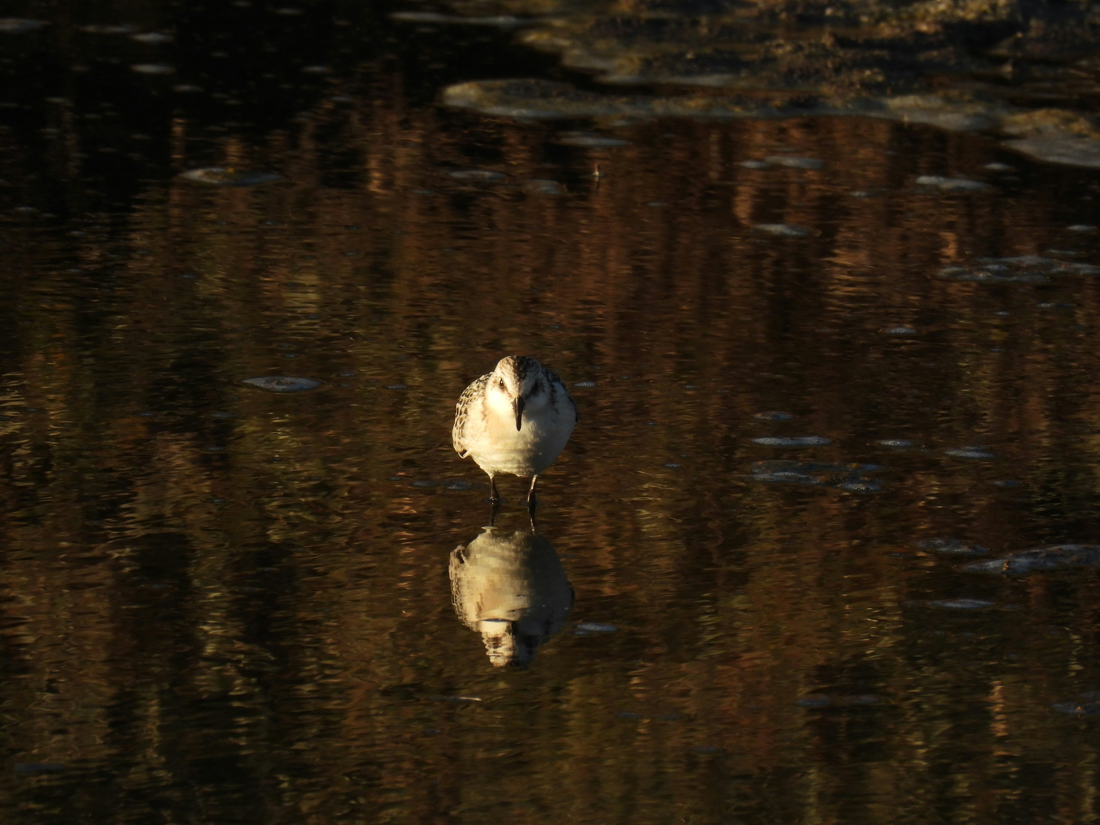A white bird stands reflected in still water.