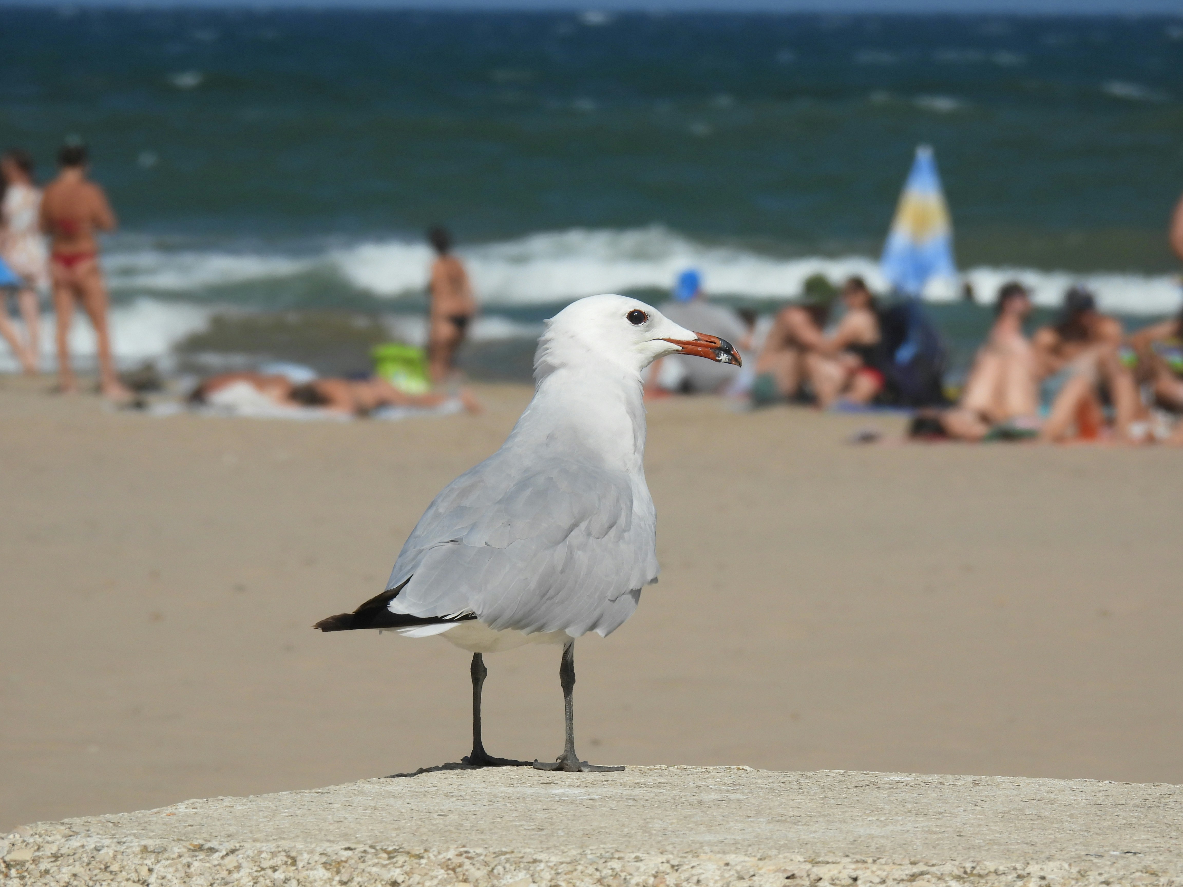 Alone on the Sand: A Poised Seagull Framing a Sunlit Beach Scene