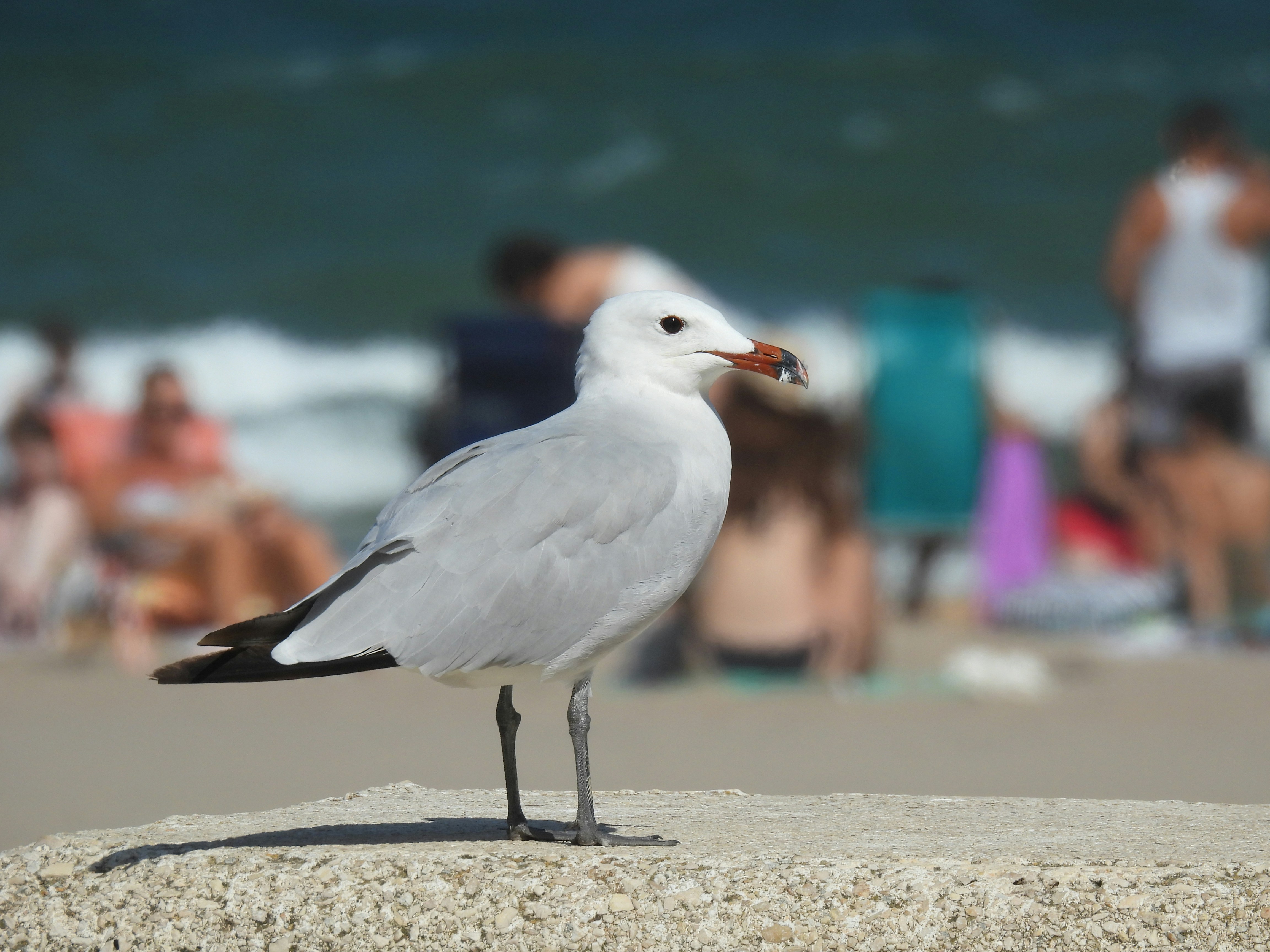 Seaside Sentinel: A Gull's Vigil