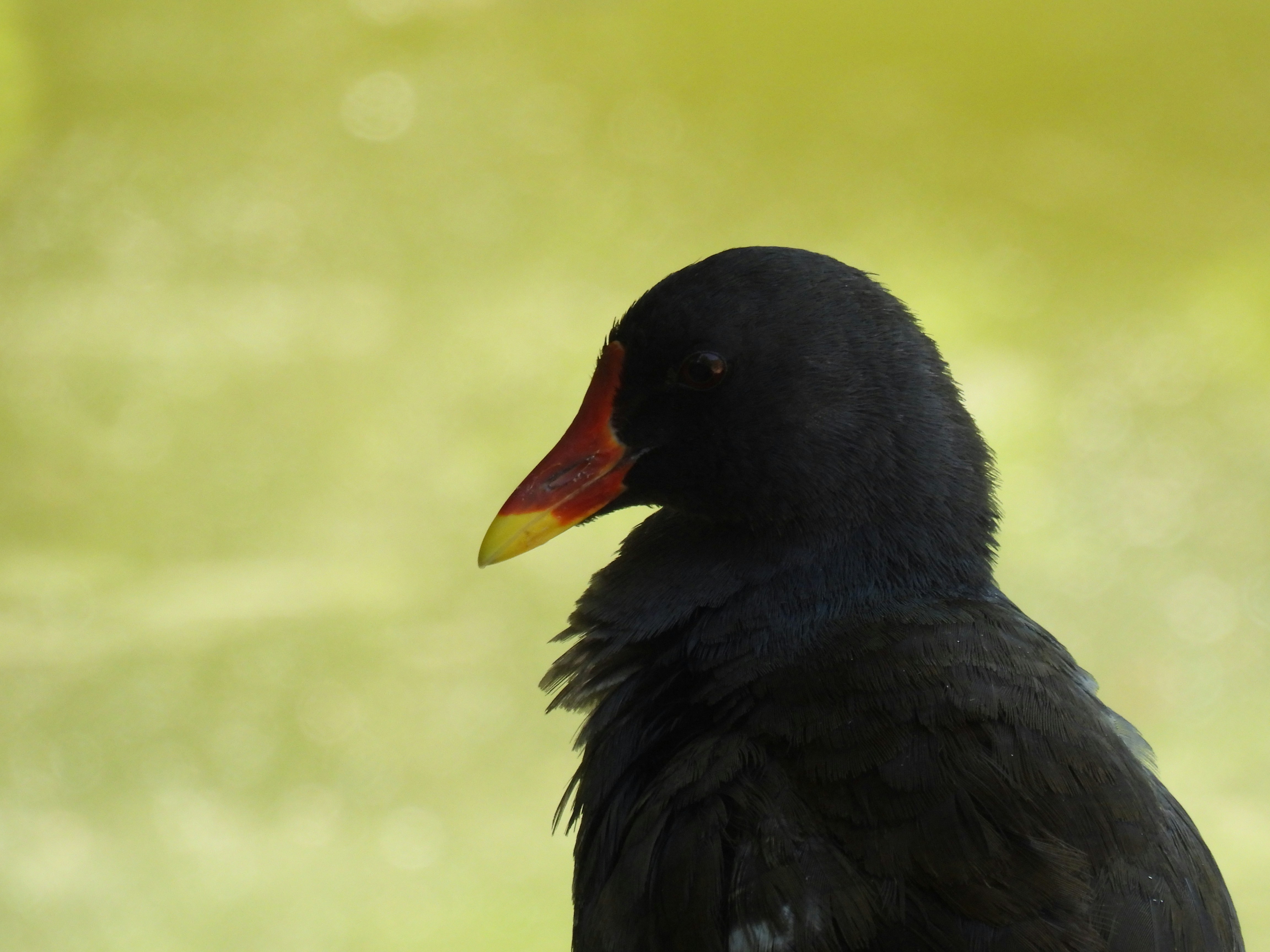 A dark bird with a red and yellow beak.