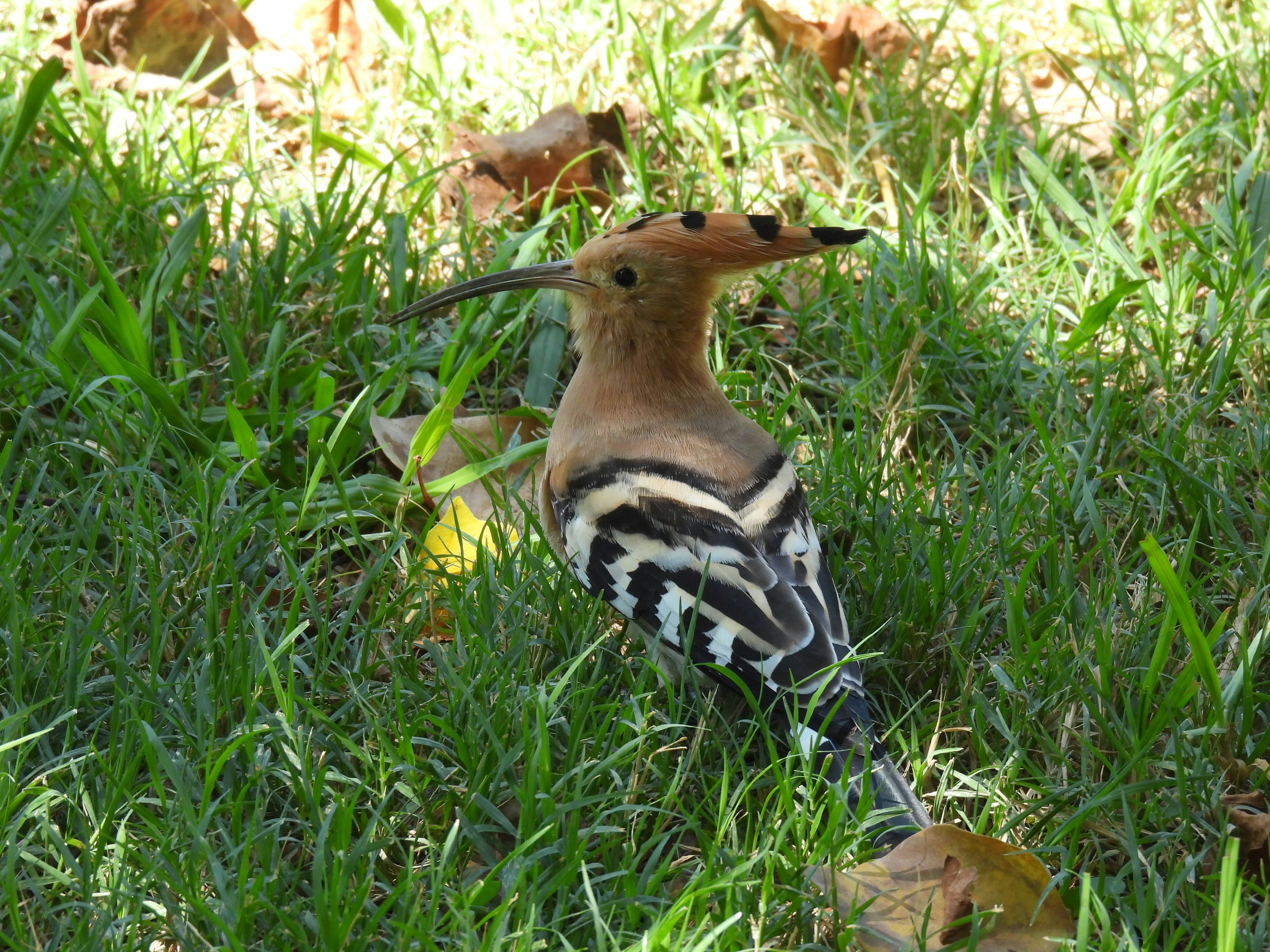 Long-billed Woodland Visitor in Sunlit Grass