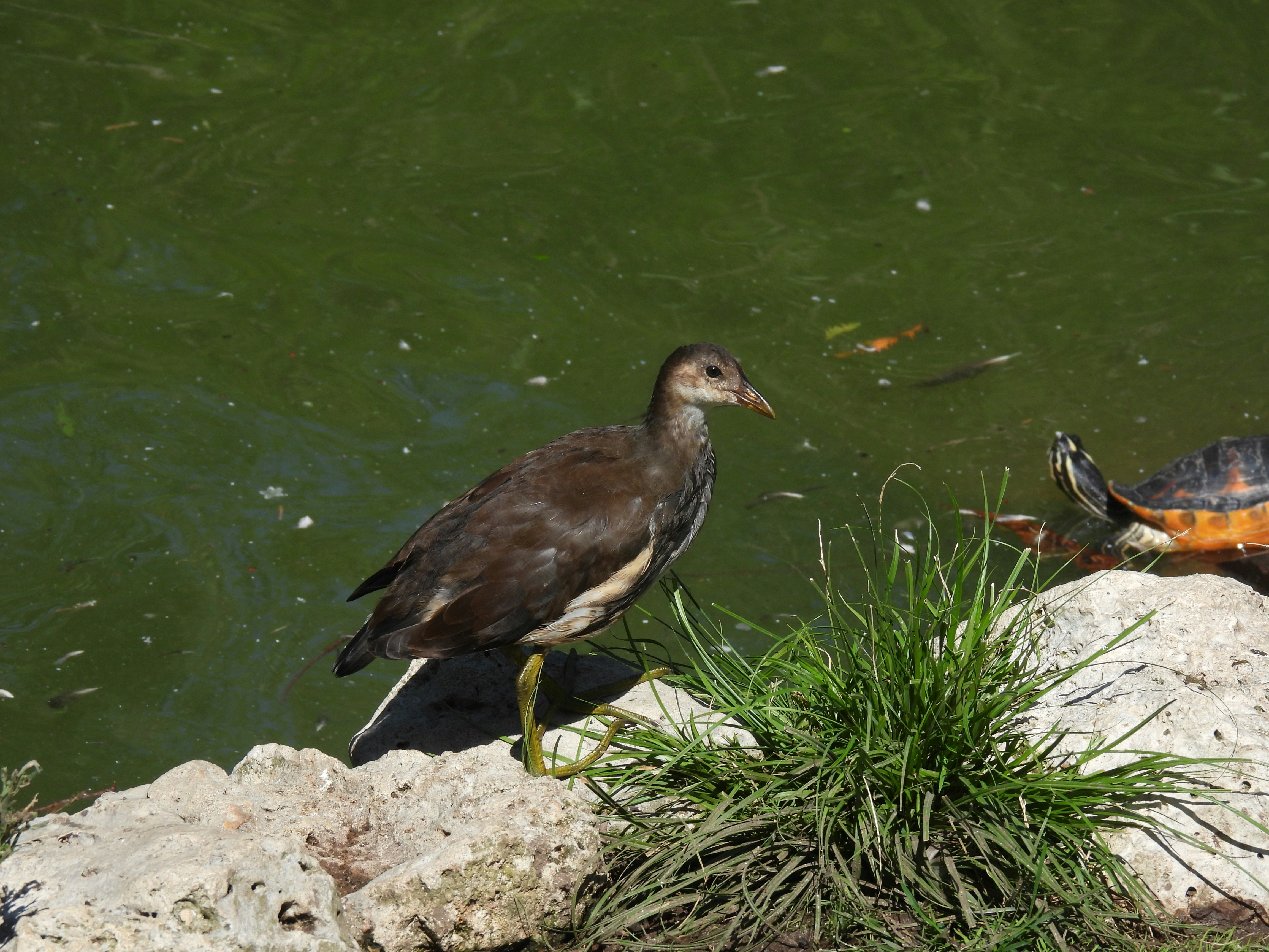 A bird stands by a pond with a turtle.