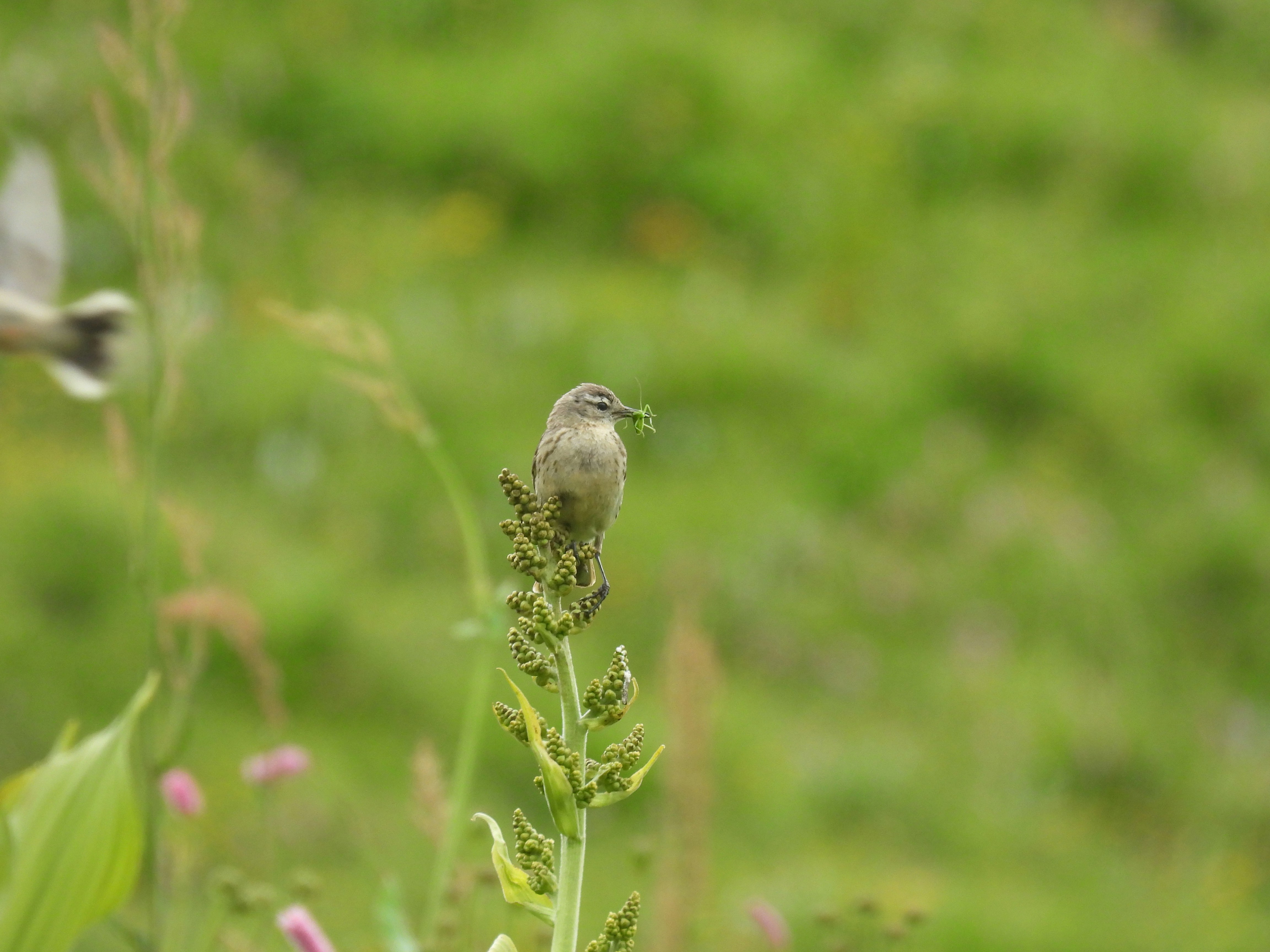 A small bird perched atop a green stalk, clutching a piece of vegetation in its beak, surrounded by a lush backdrop of greenery.