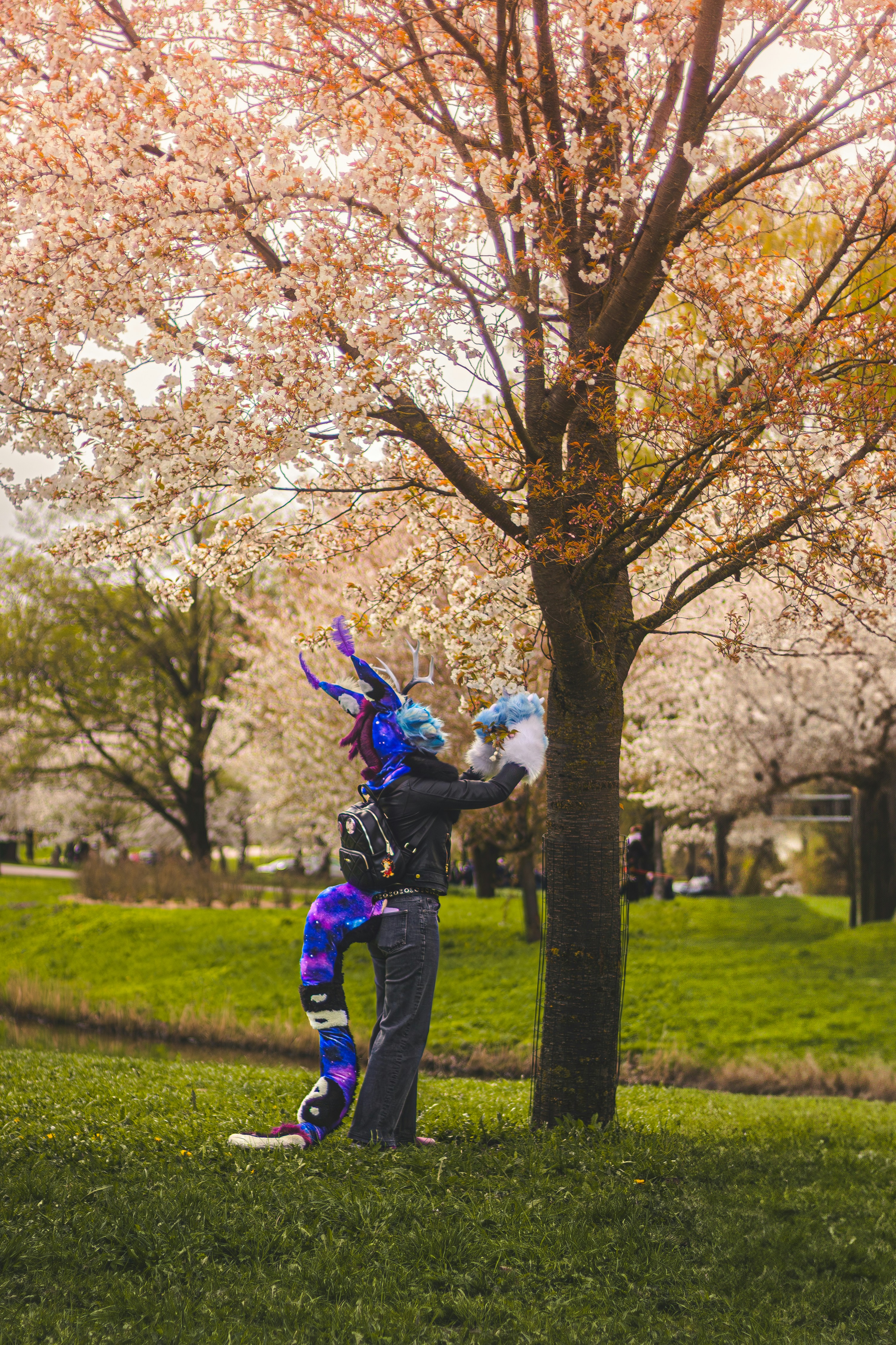 Whimsical Encounter Under Cherry Blossoms