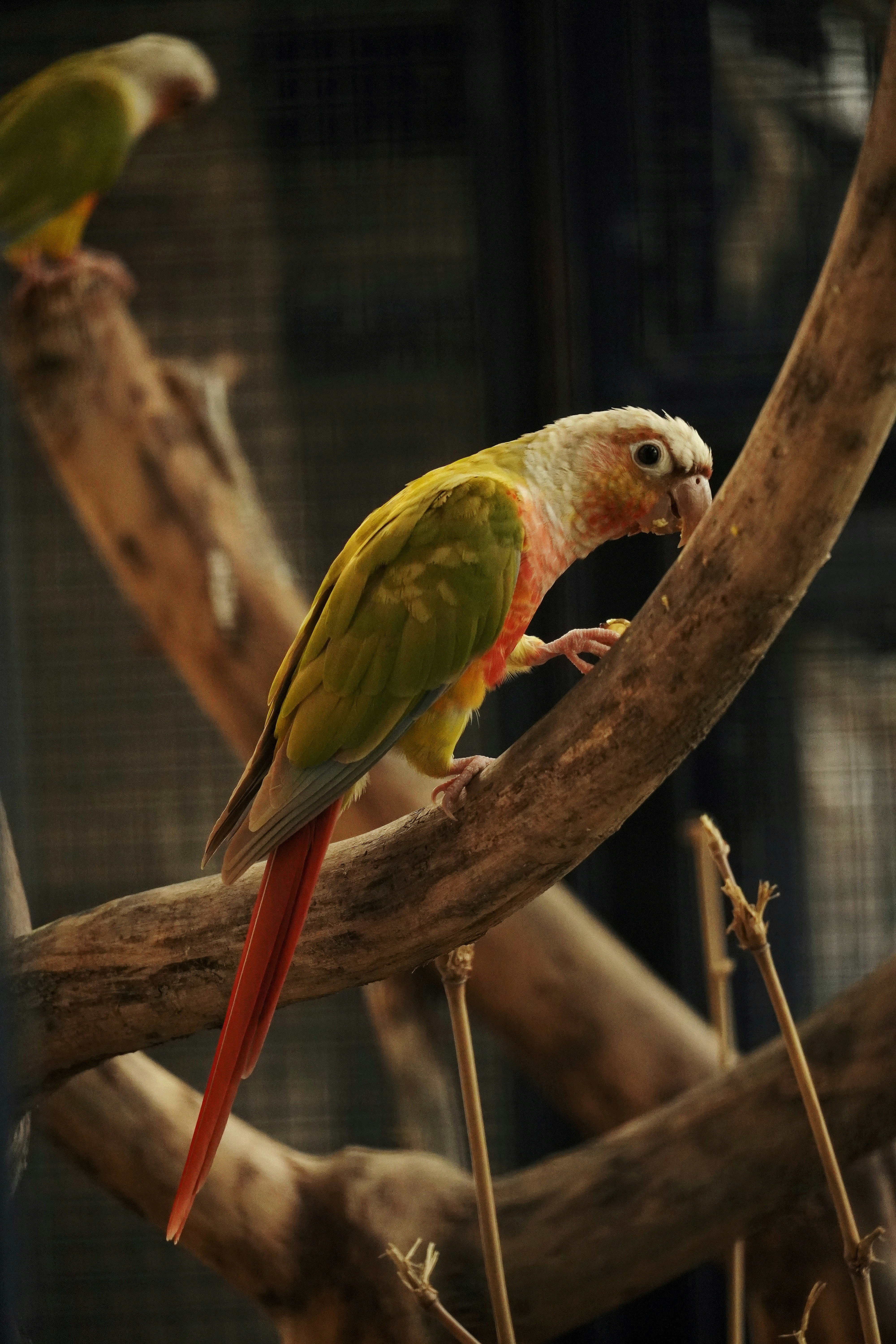 A Colorful Encounter in the Canopy