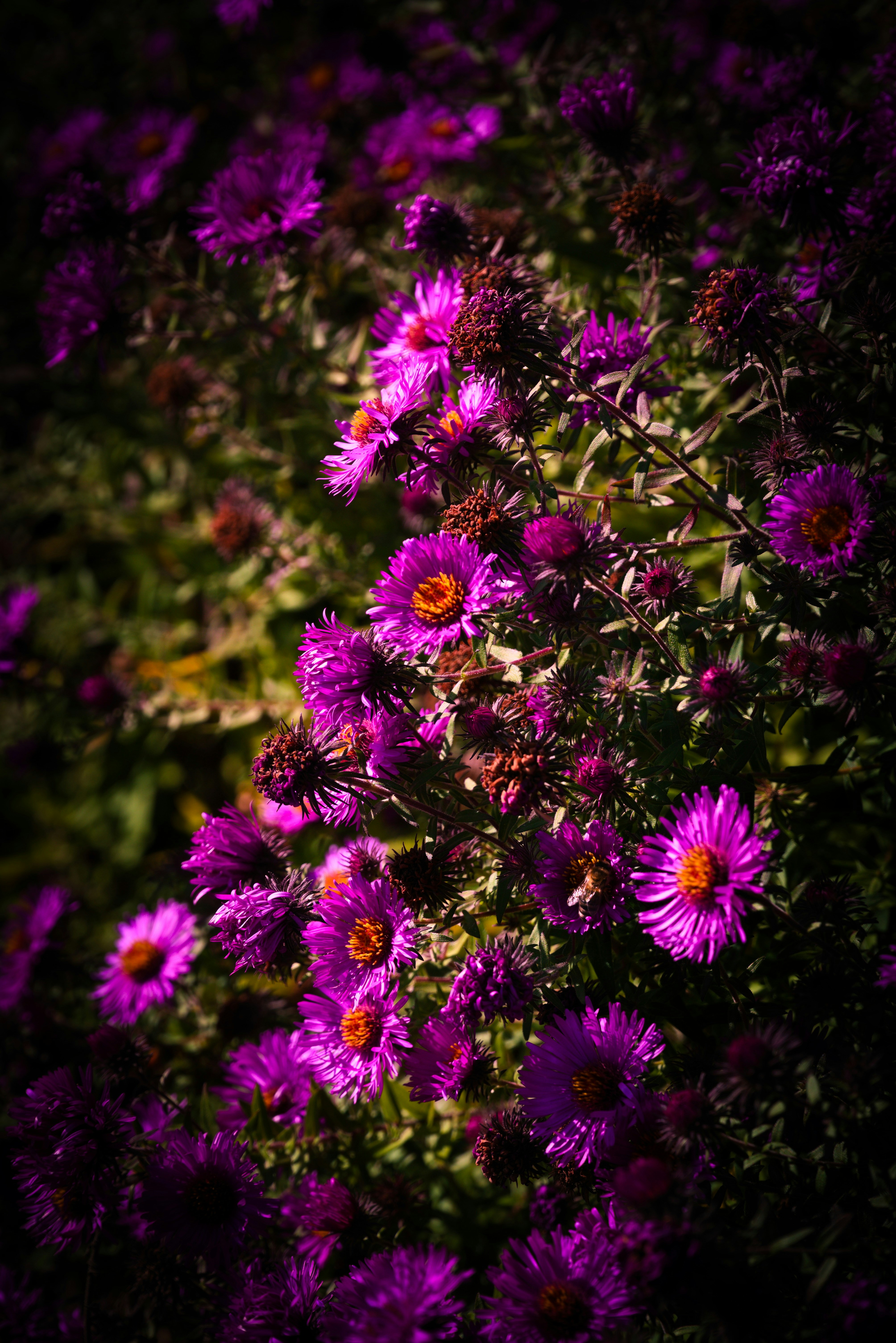 Vibrant Harmony: A Floral Symphony