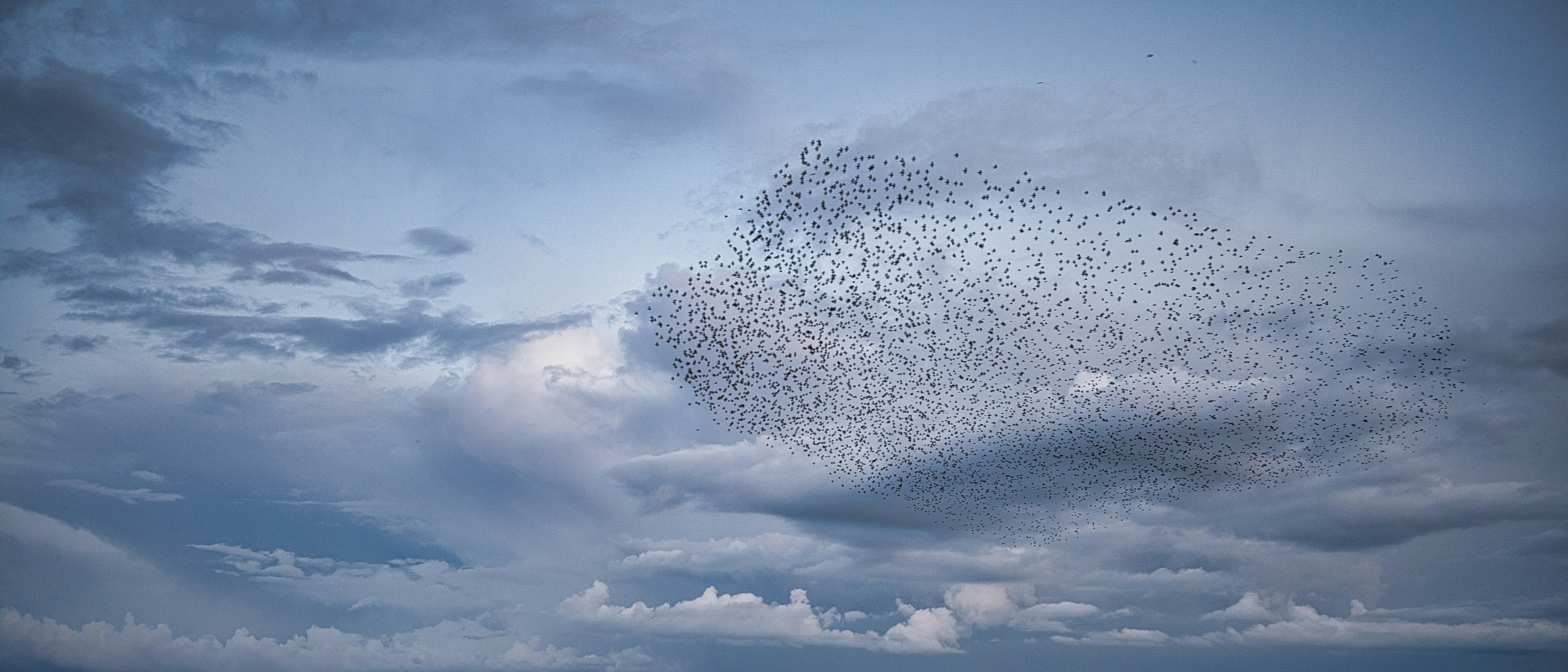 A mesmerizing formation of starlings swirling in the evening sky, surrounded by soft clouds and a gradient of blues. The scene captures the beauty of nature's choreography.
