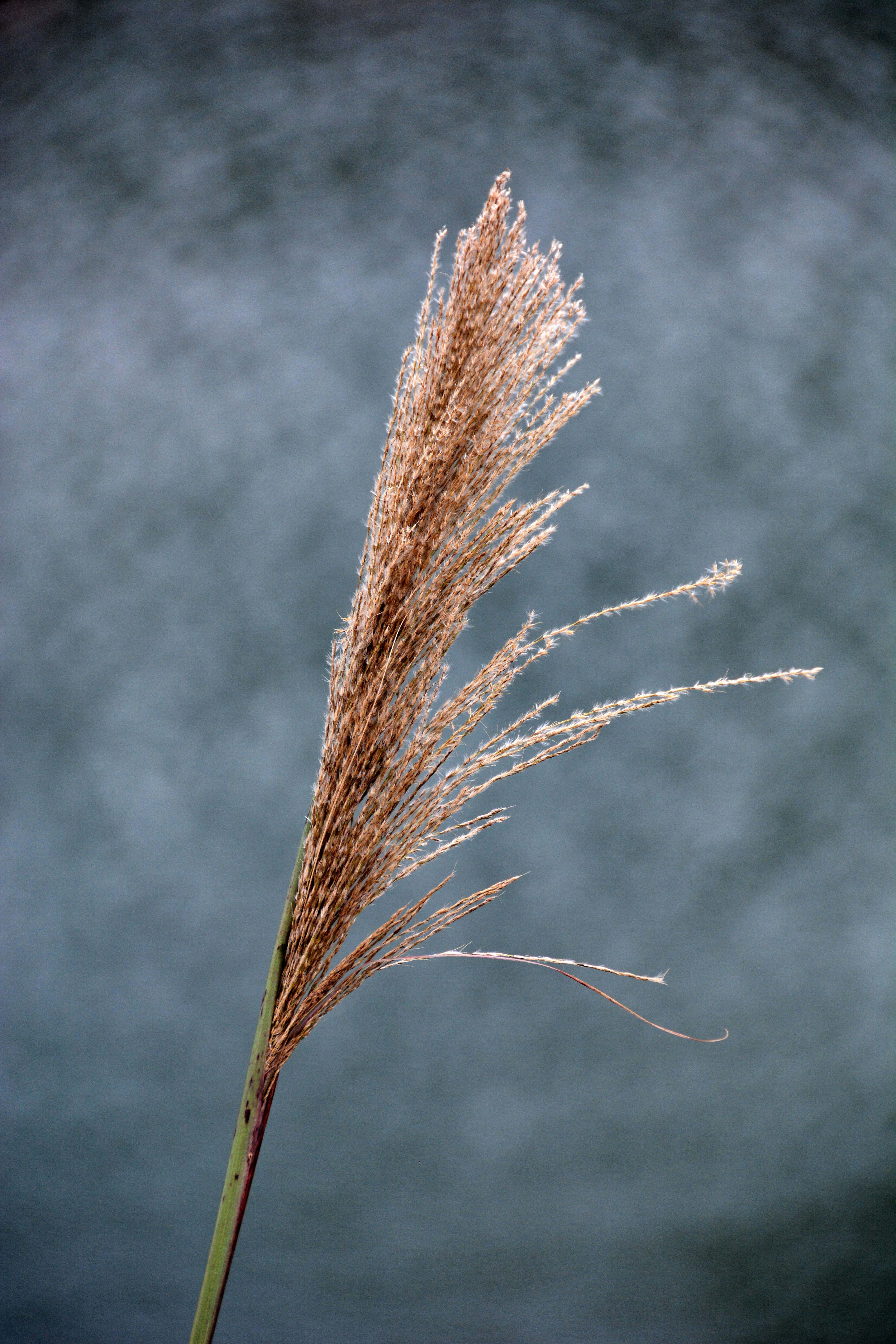 Delicate reed swaying gently against a softly blurred background, showcasing the beauty of natural textures. The focus highlights the intricate details of the plant's structure.