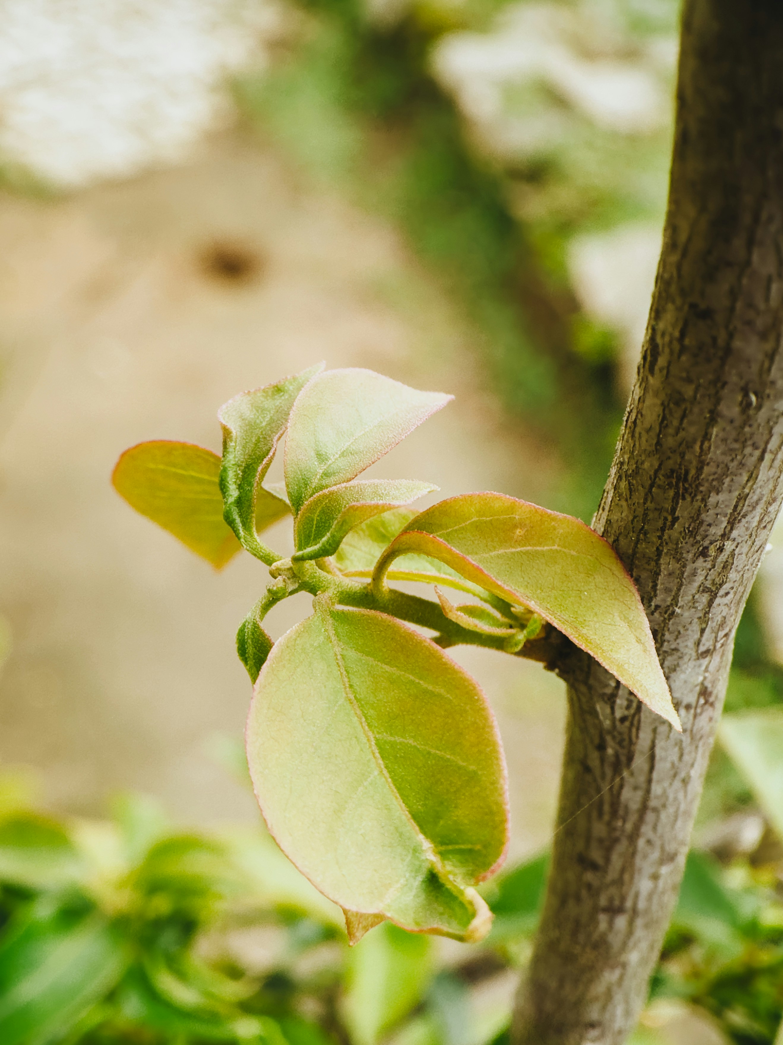 Close-up of fresh leaves sprouting from a branch, showcasing vibrant greens and soft light. The background is softly blurred, emphasizing the new growth.