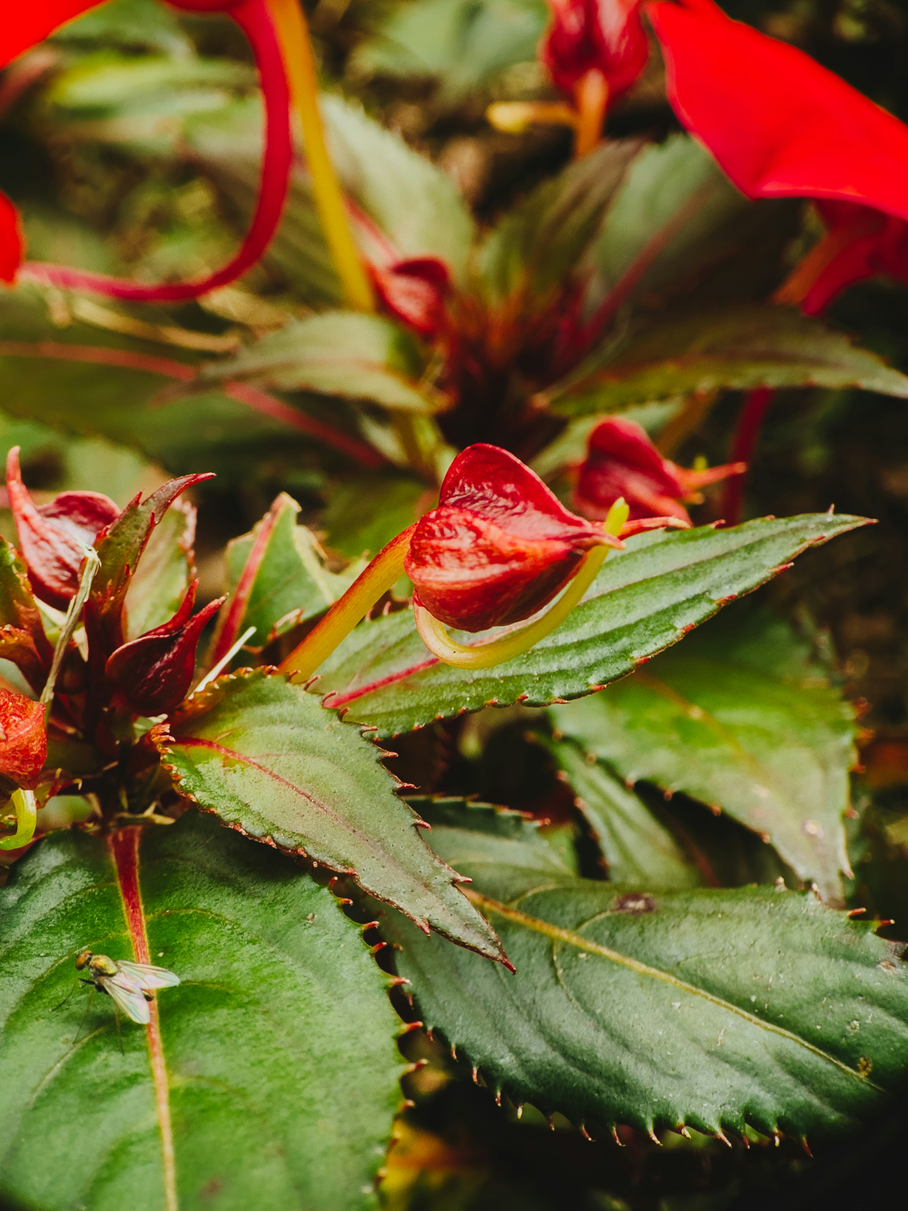 Nature's Intricate Palette: A Close-Up of Blossoming Beauty