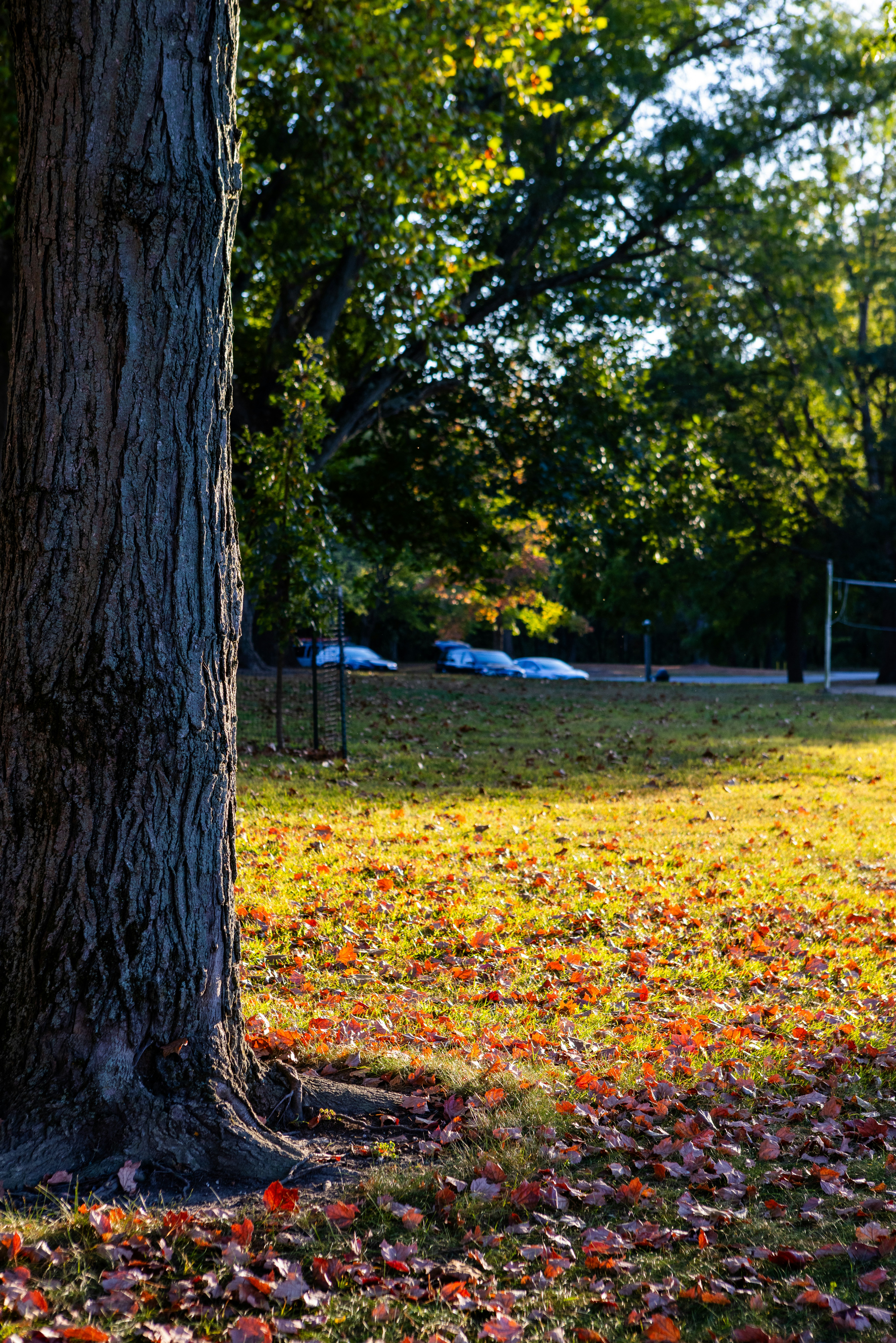 A textured tree trunk stands guard over a carpet of colorful fallen leaves in a serene park setting, hinting at the changing seasons.