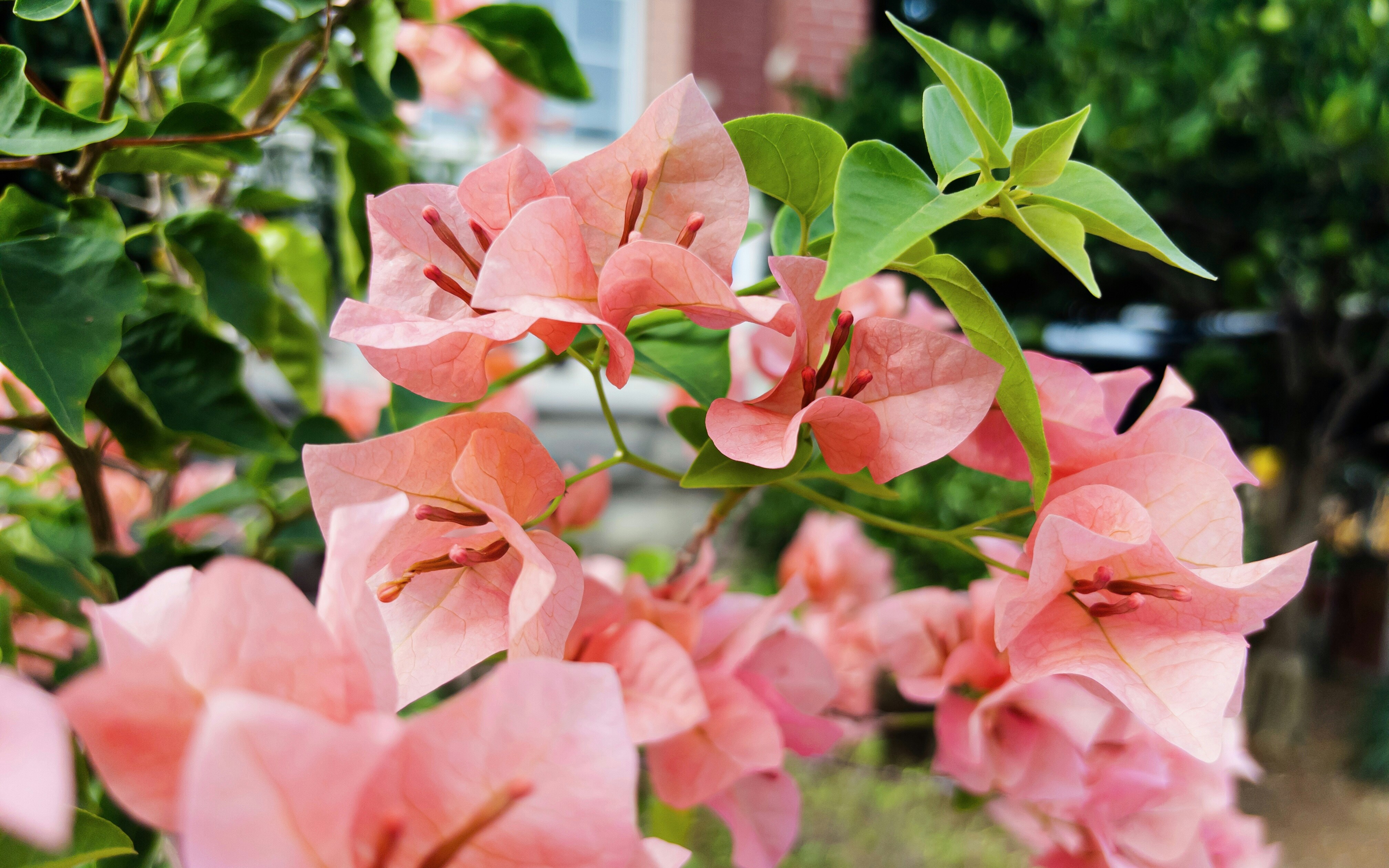 Delicate pink bougainvillea flowers bloom on a branch.