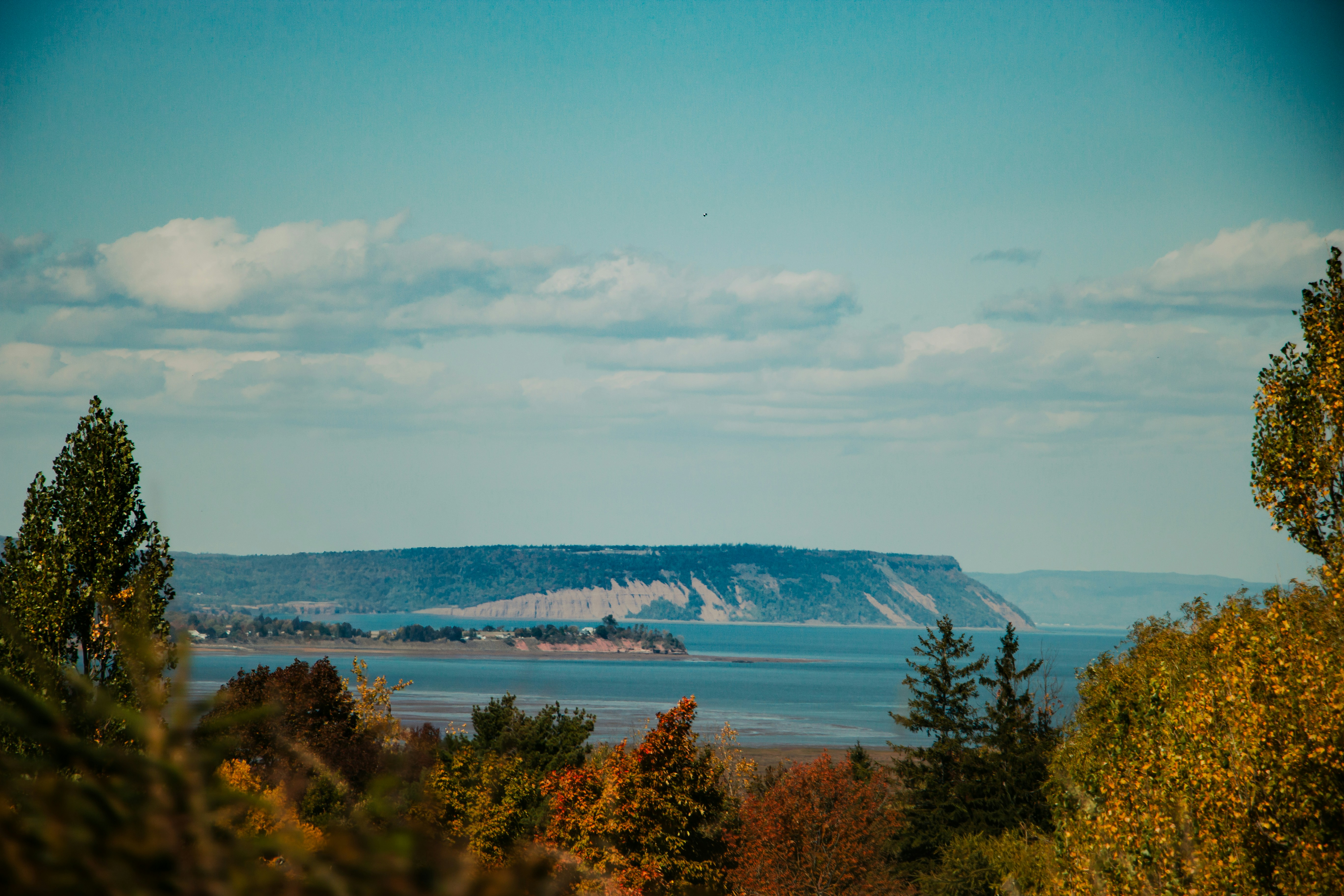 Autumn Vista: Cliffside Coast Framed by Colorful Pines