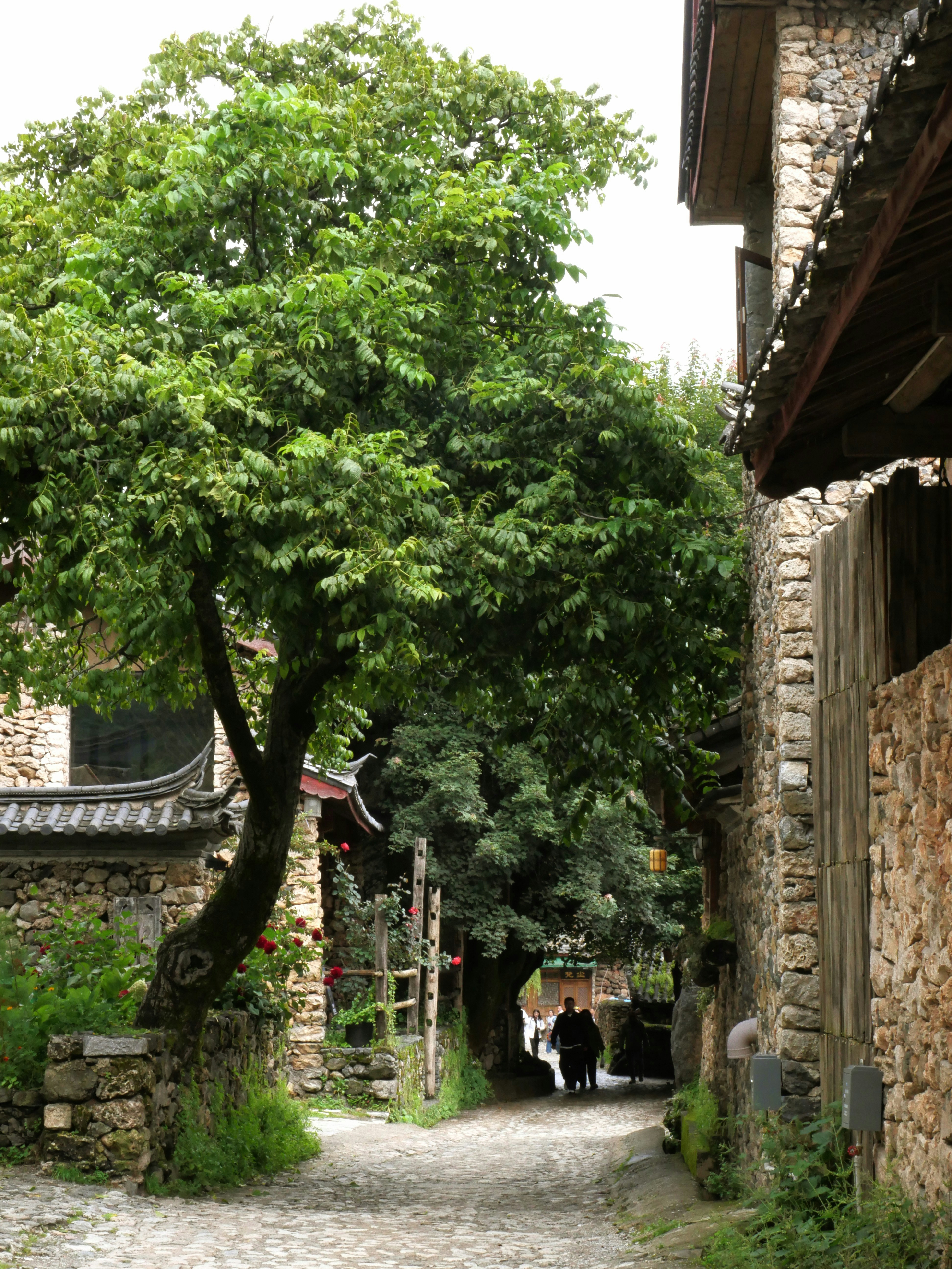 Charming cobblestone alleyway in Yu Hu Cun (Jade Lake Village), Yulong County, Lijiang, Yunnan, China. A majestic old tree with lush green foliage towers over traditional Naxi stone architecture, creating a peaceful passage between historic buildings with traditional tiled roofs and wooden details. Visitors stroll through this well-preserved ancient village at the foot of Jade Dragon Snow Mountain | Stone buildings line a path with a large tree.