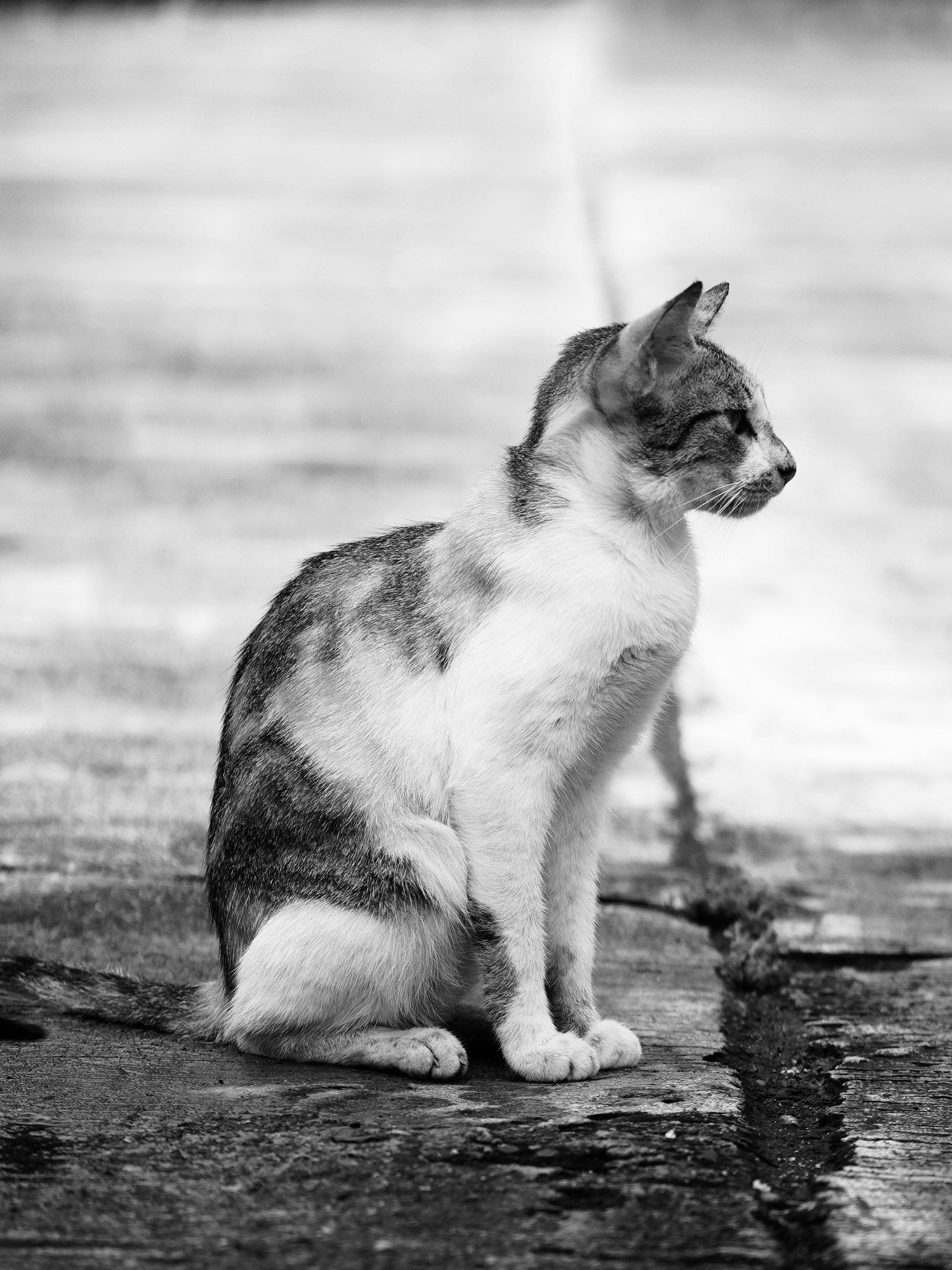 A gray and white cat sits quietly on a wet surface, gazing intently into the distance. The monochrome tones enhance the serene atmosphere.