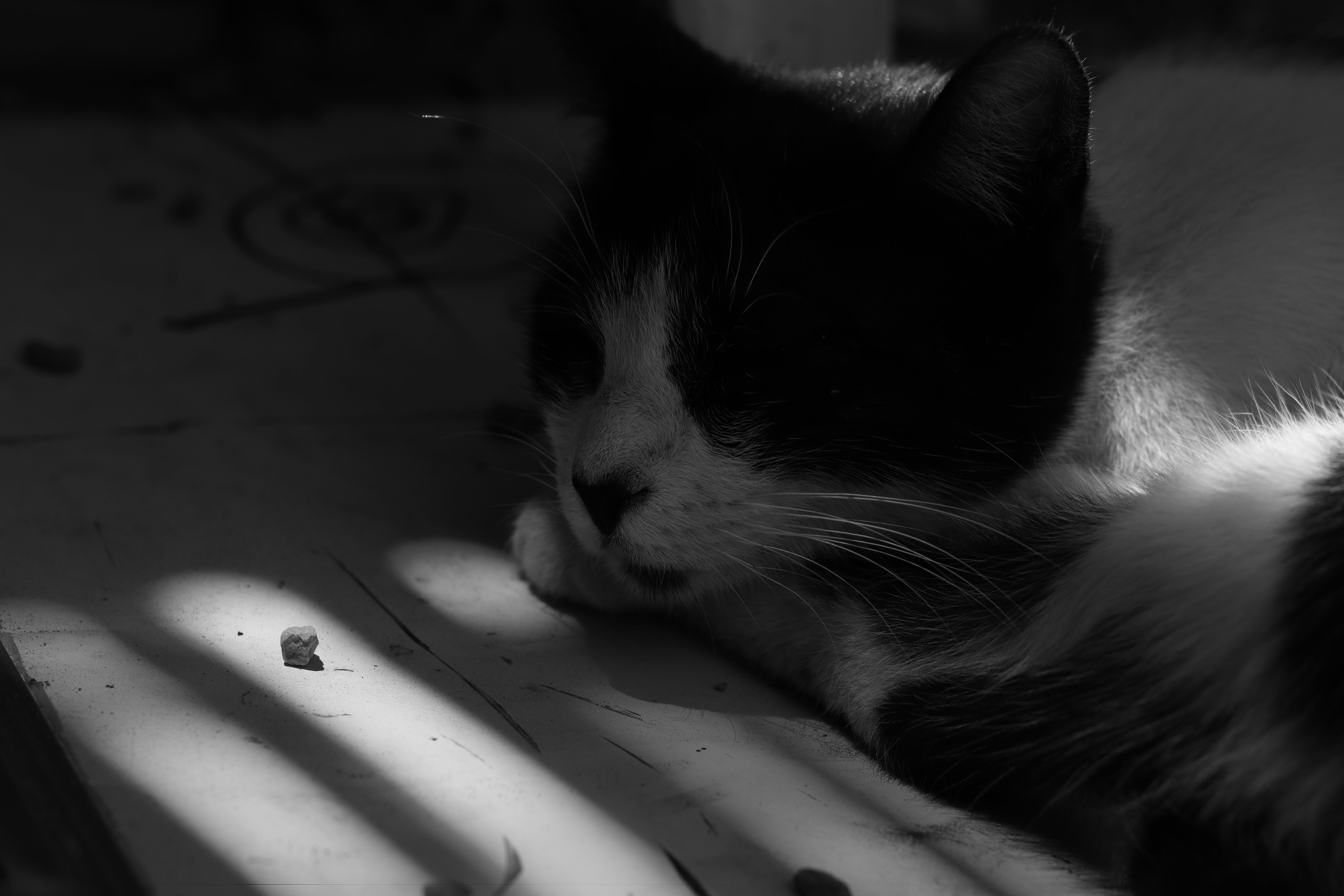 A black and white illustration of a cat resting in soft light, with shadows casting intriguing patterns across its fur.