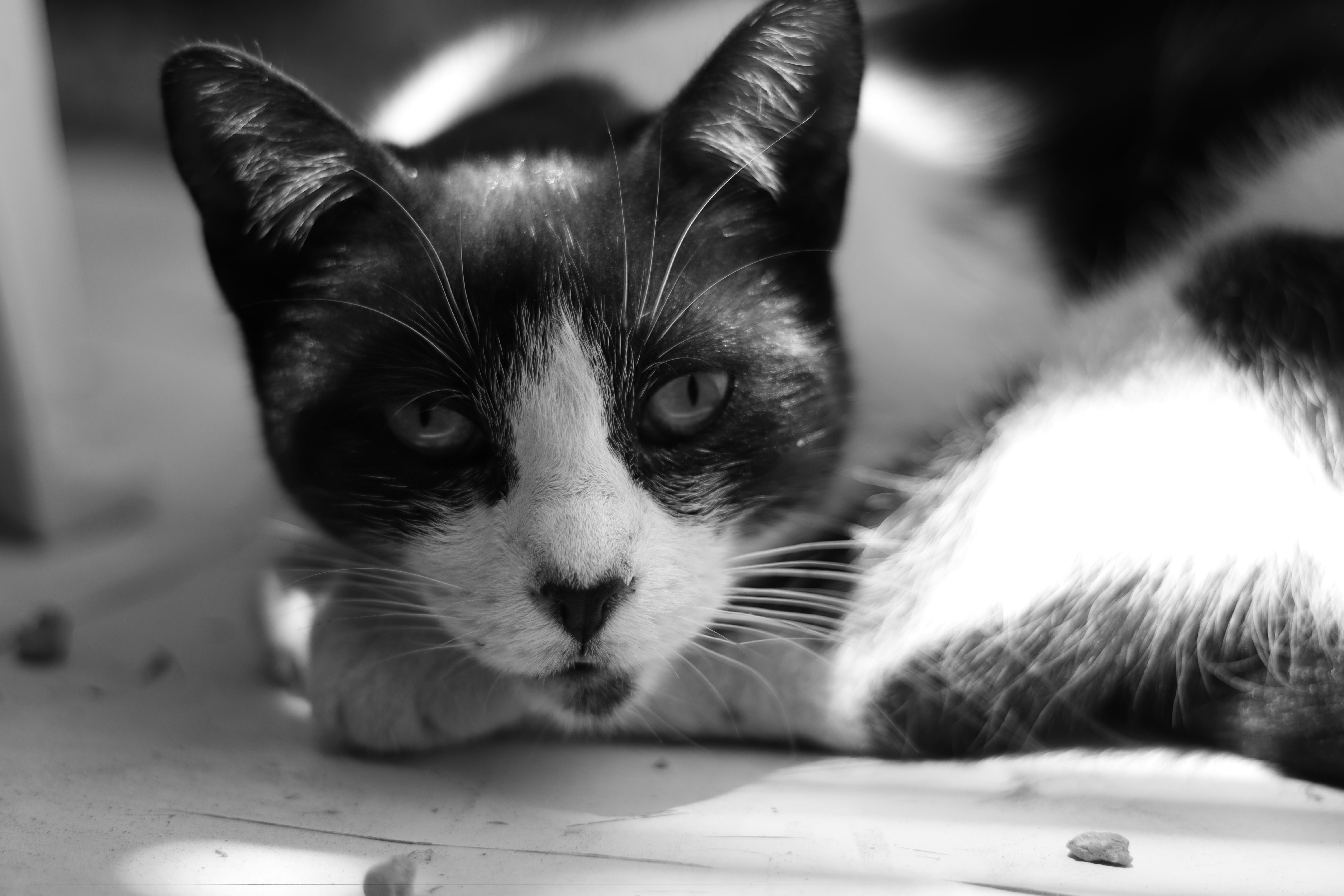 Black and white portrait of a cat resting on a surface, its intense gaze directed forward. The light creates a striking contrast on its fur.