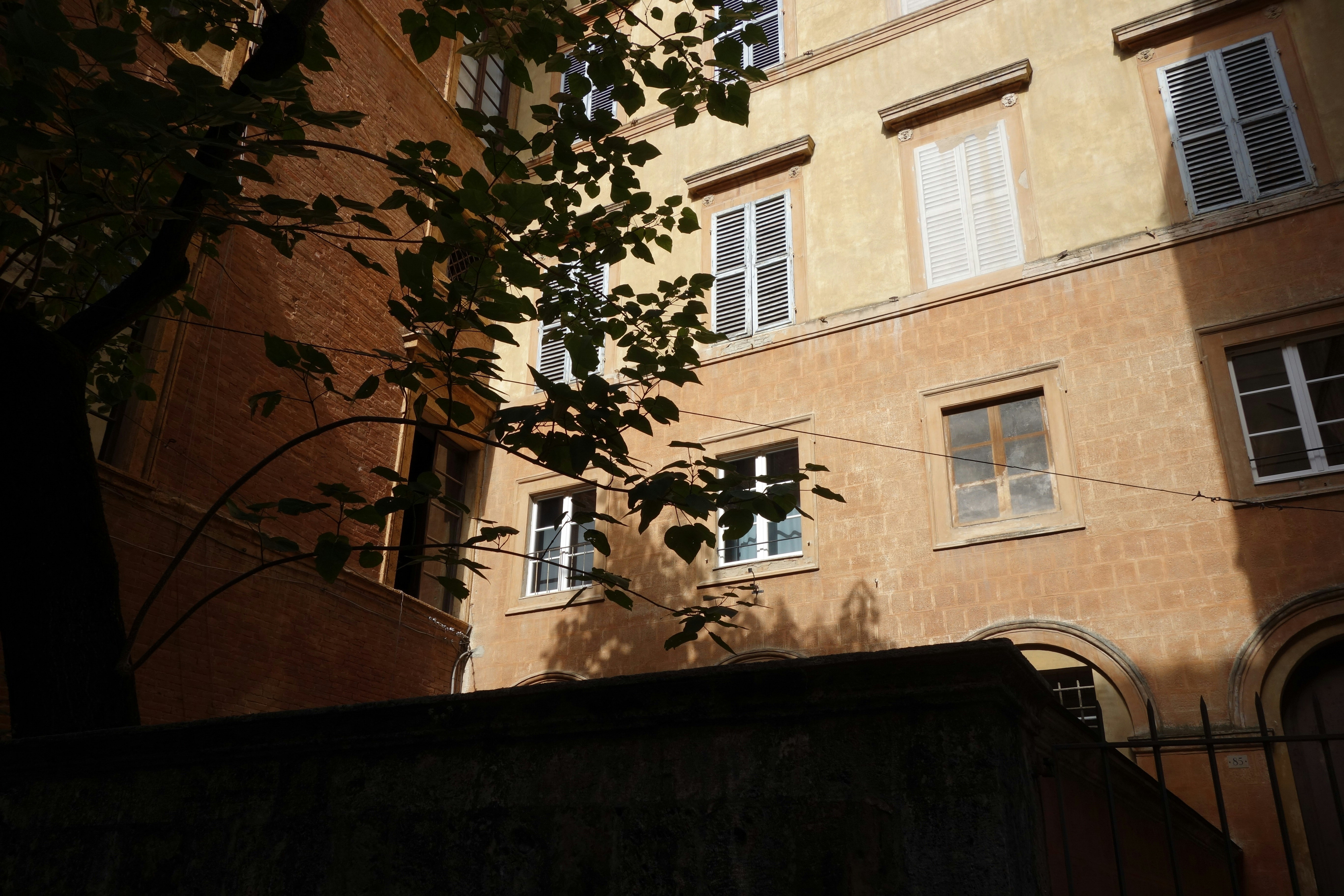 Sunlight filters through leaves, casting intricate shadows on a textured building facade in an urban setting.