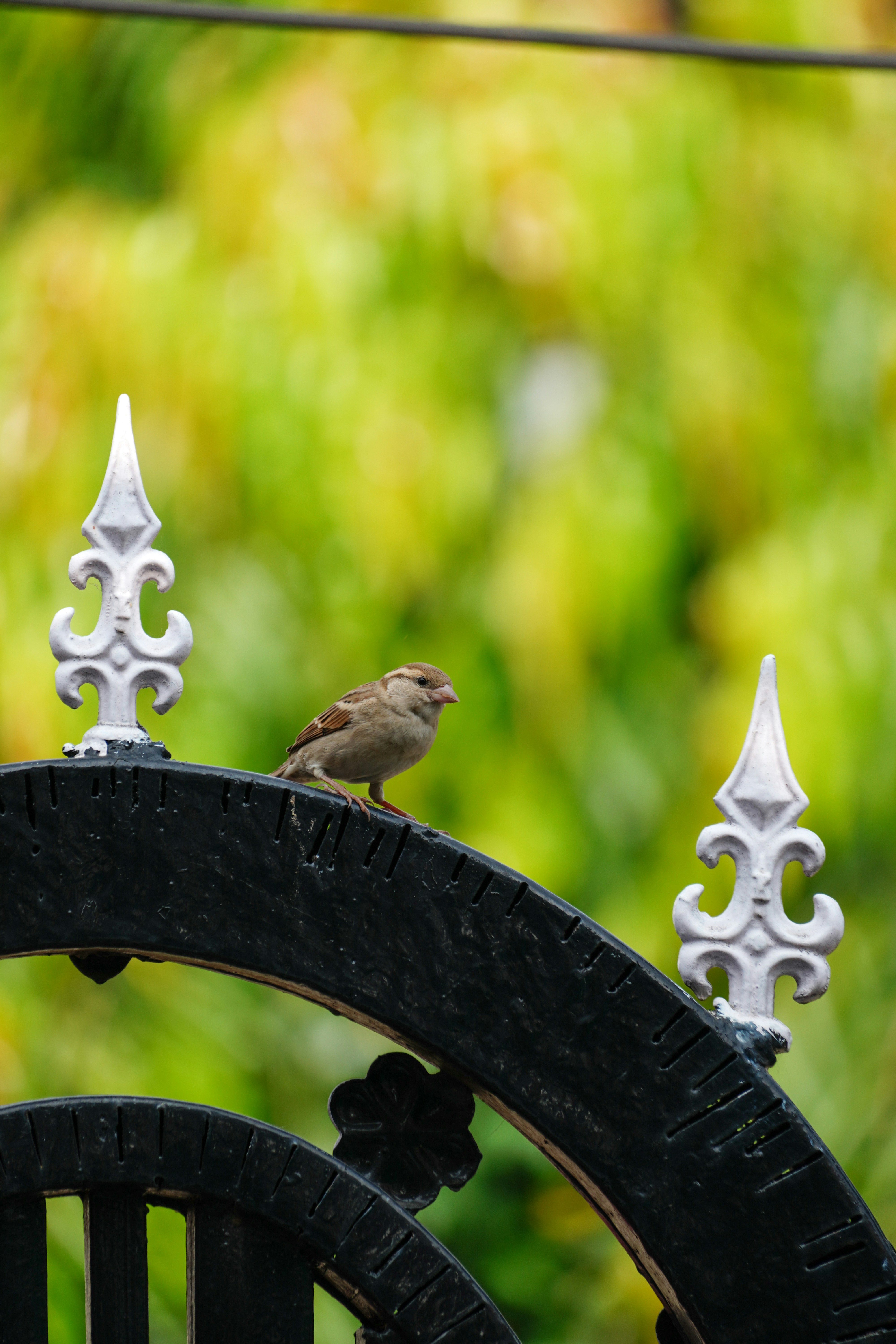 A Sparrow's Perch: Nature's Delicate Balance