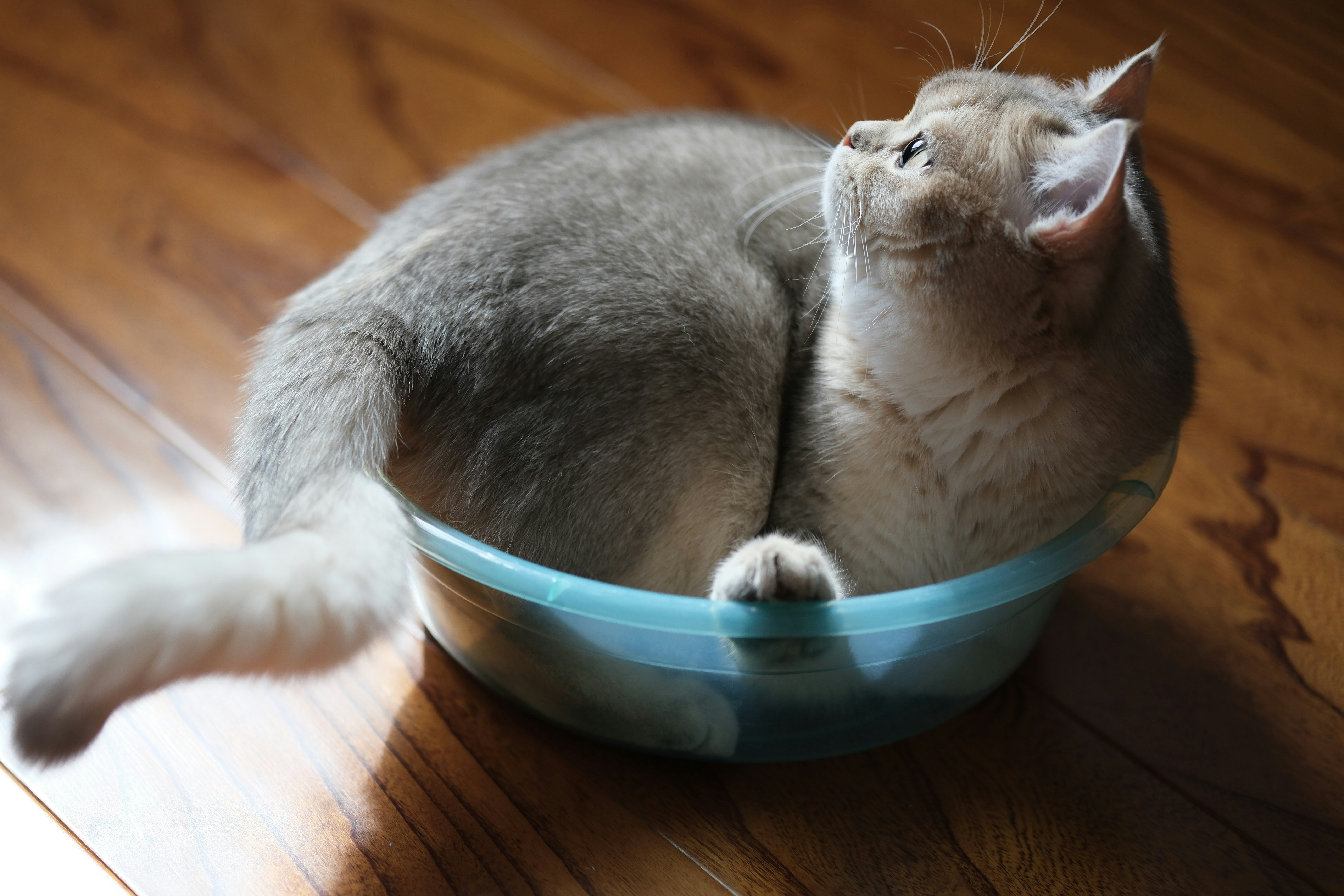 A fluffy cat nestled comfortably in a small blue bowl, gazing thoughtfully upwards. The warm wooden floor adds a cozy ambiance.