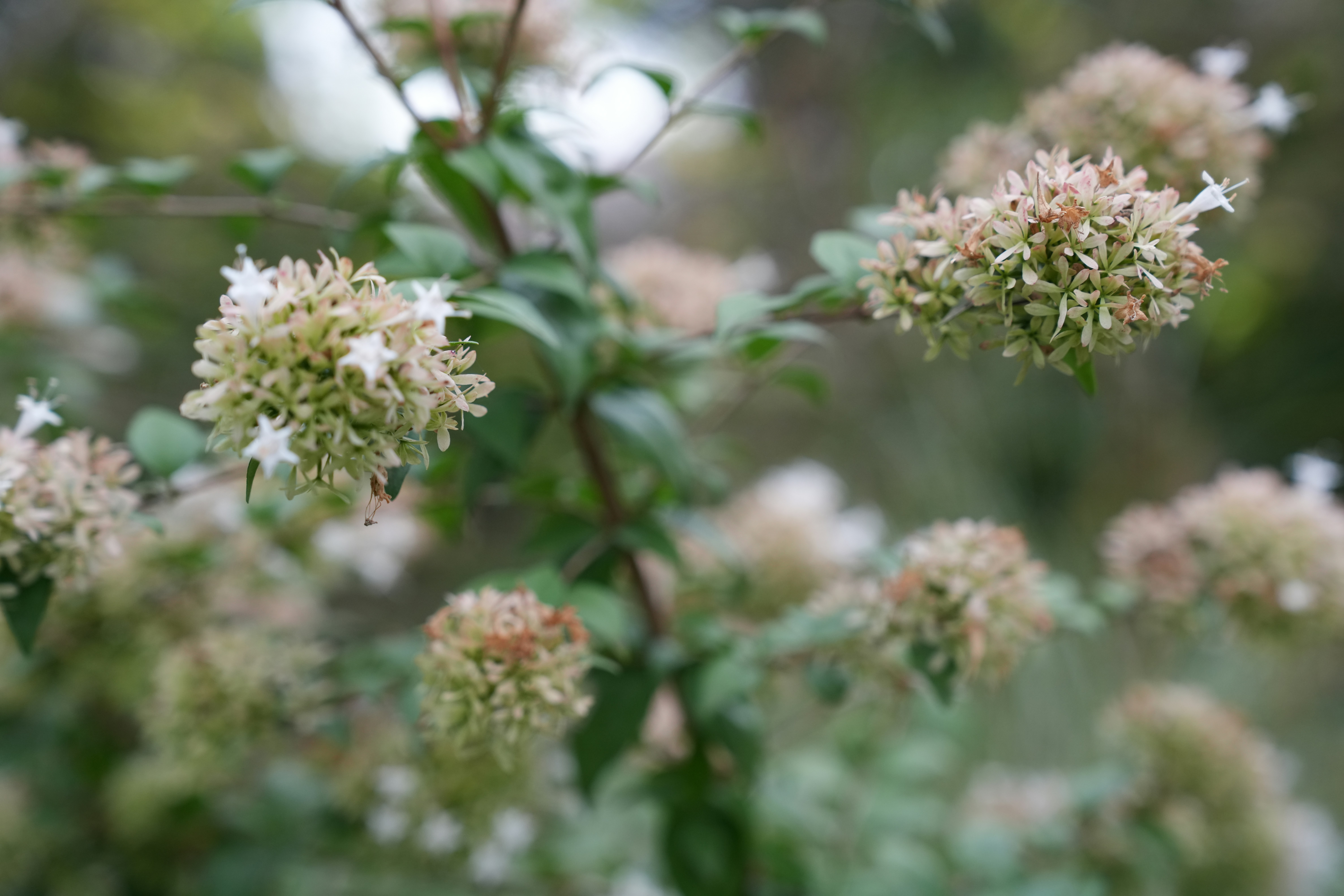 Whispers of Nature: A Floral Symphony
